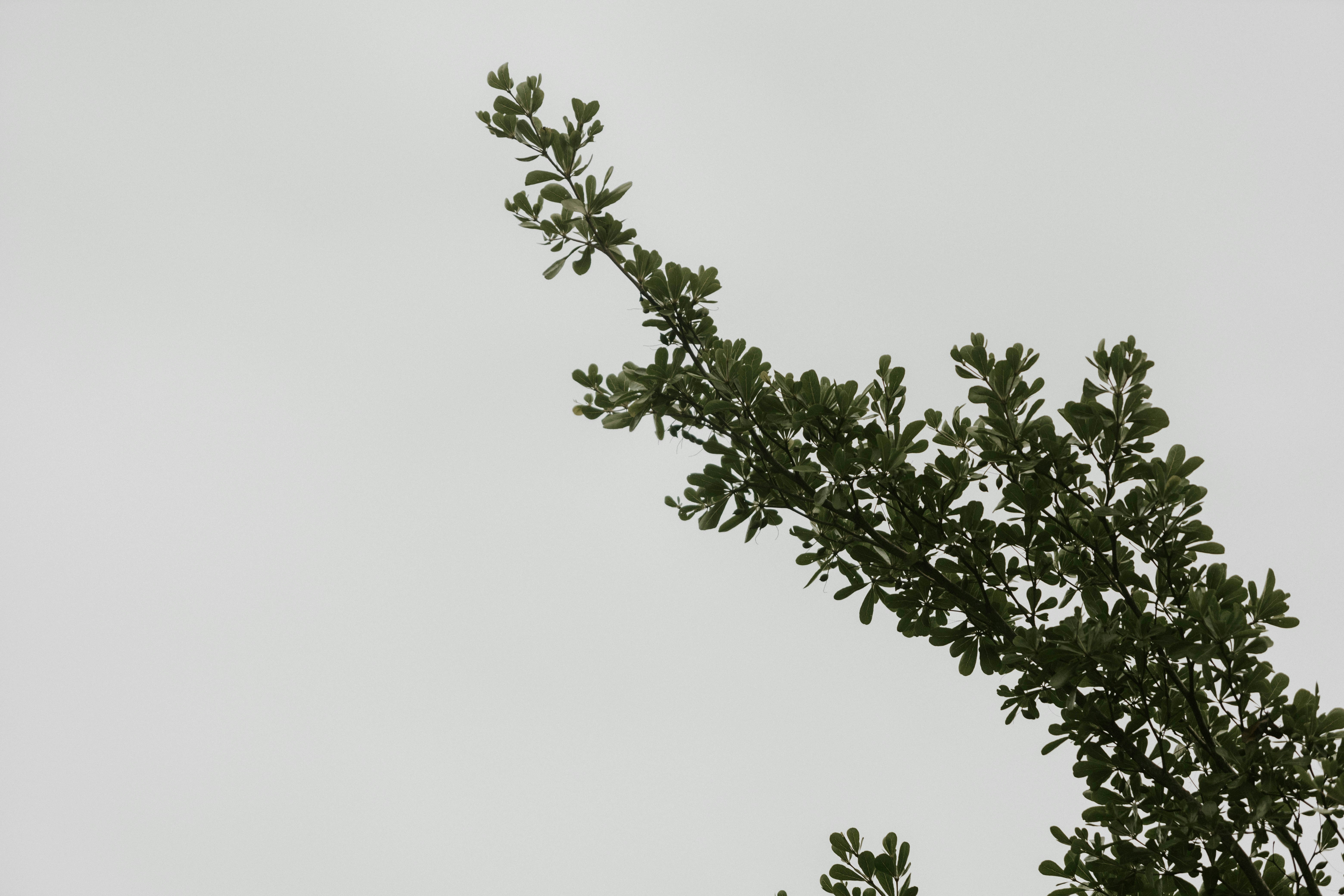 A branch of lush green leaves reaching toward a cloudy sky, embodying the tranquility of nature's subtle beauty.