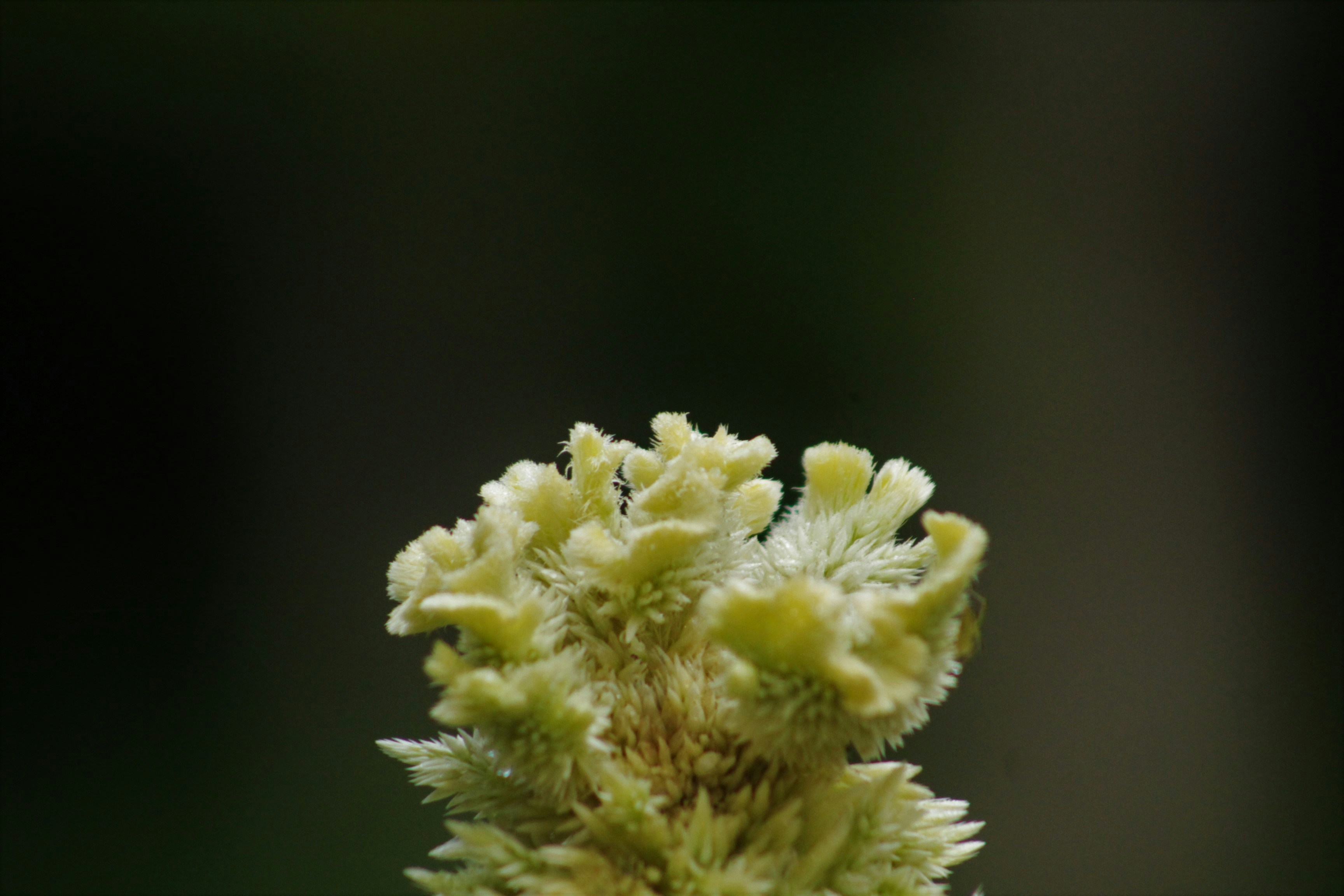 Verdant Crown: Macro Portrait of a Fuzzy Yellow-Green Bloom