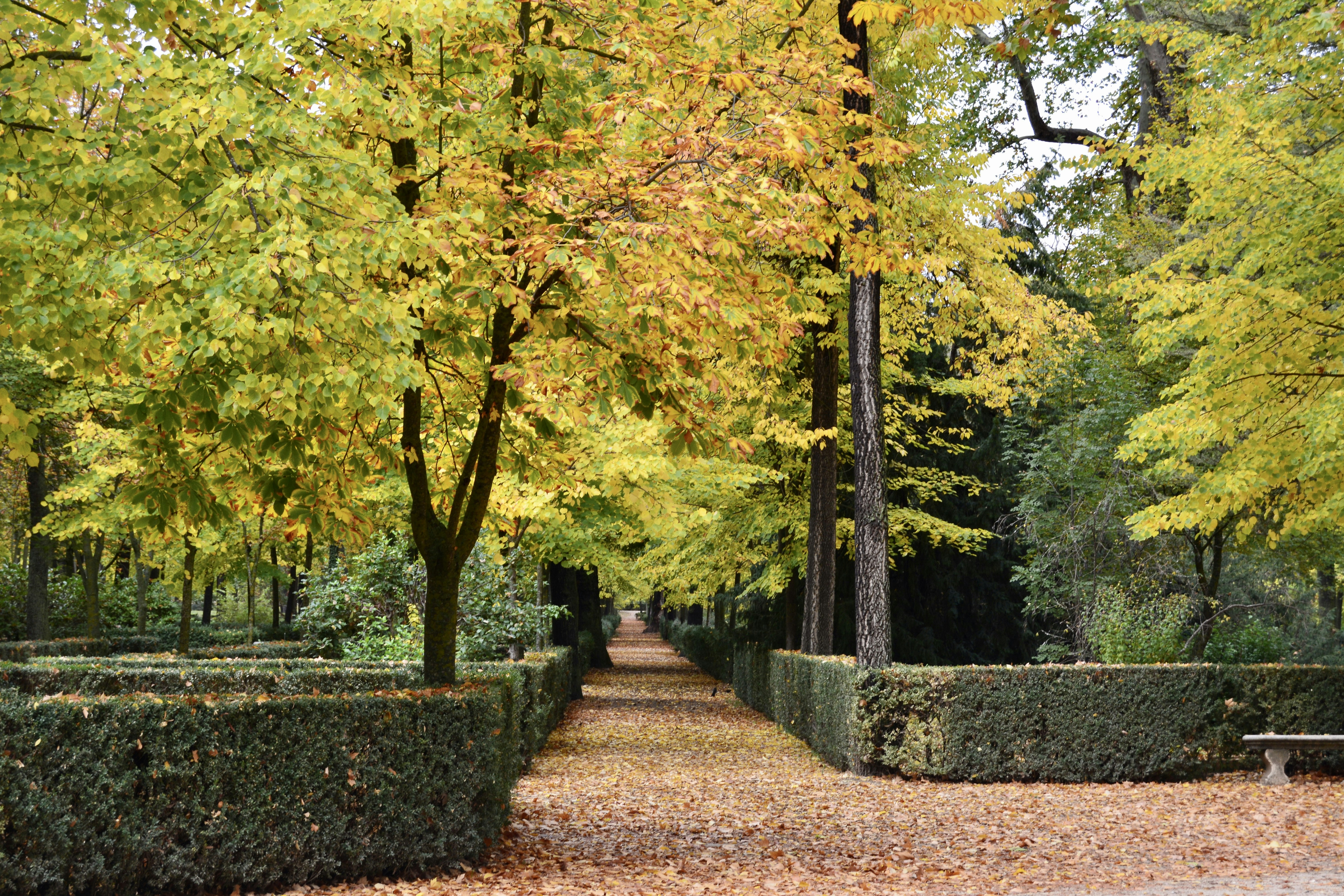 A path in a park lined with hedges and trees photo – Free Outdoors ...