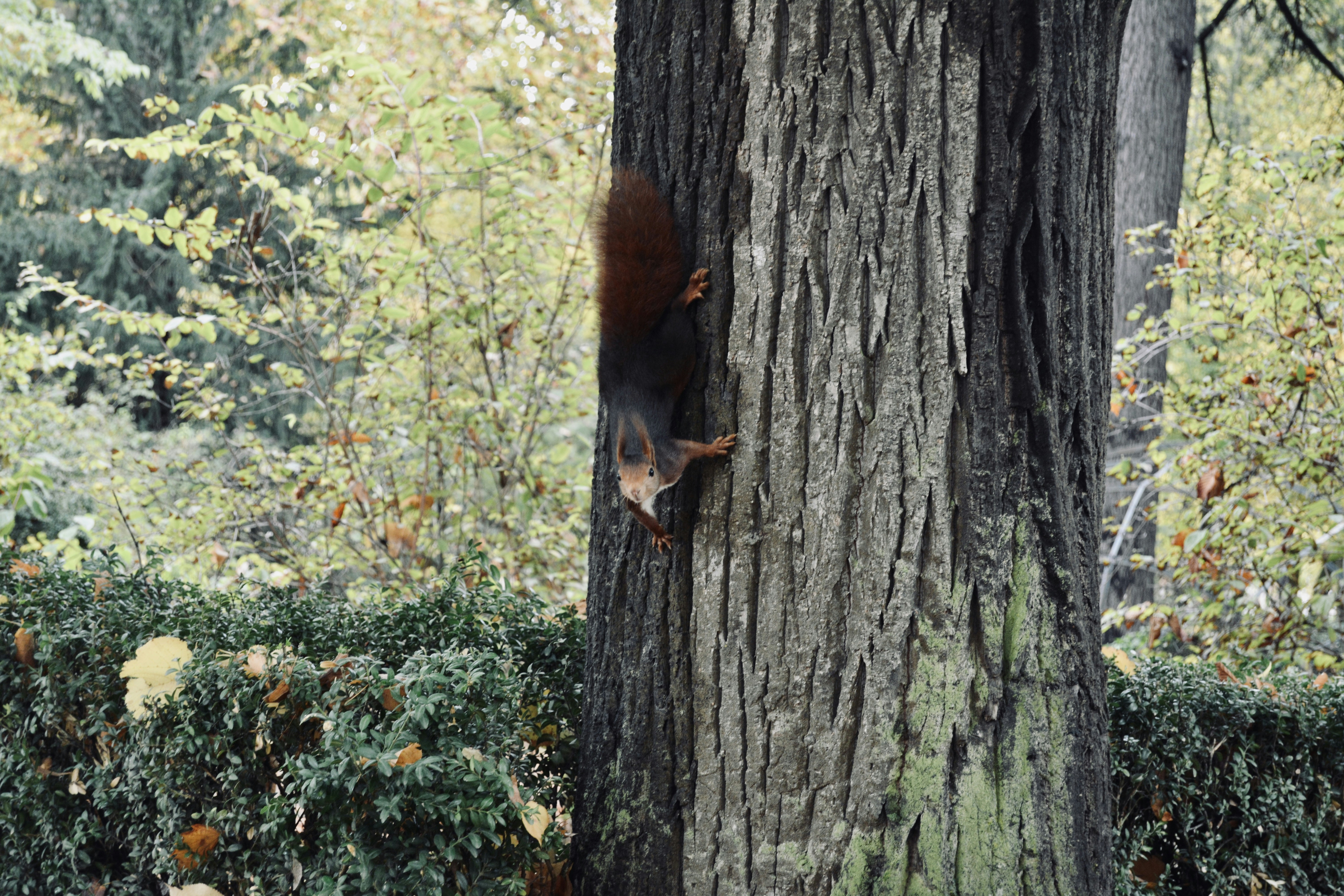A squirrel skillfully climbs a textured tree trunk amidst a lush backdrop of autumn foliage.