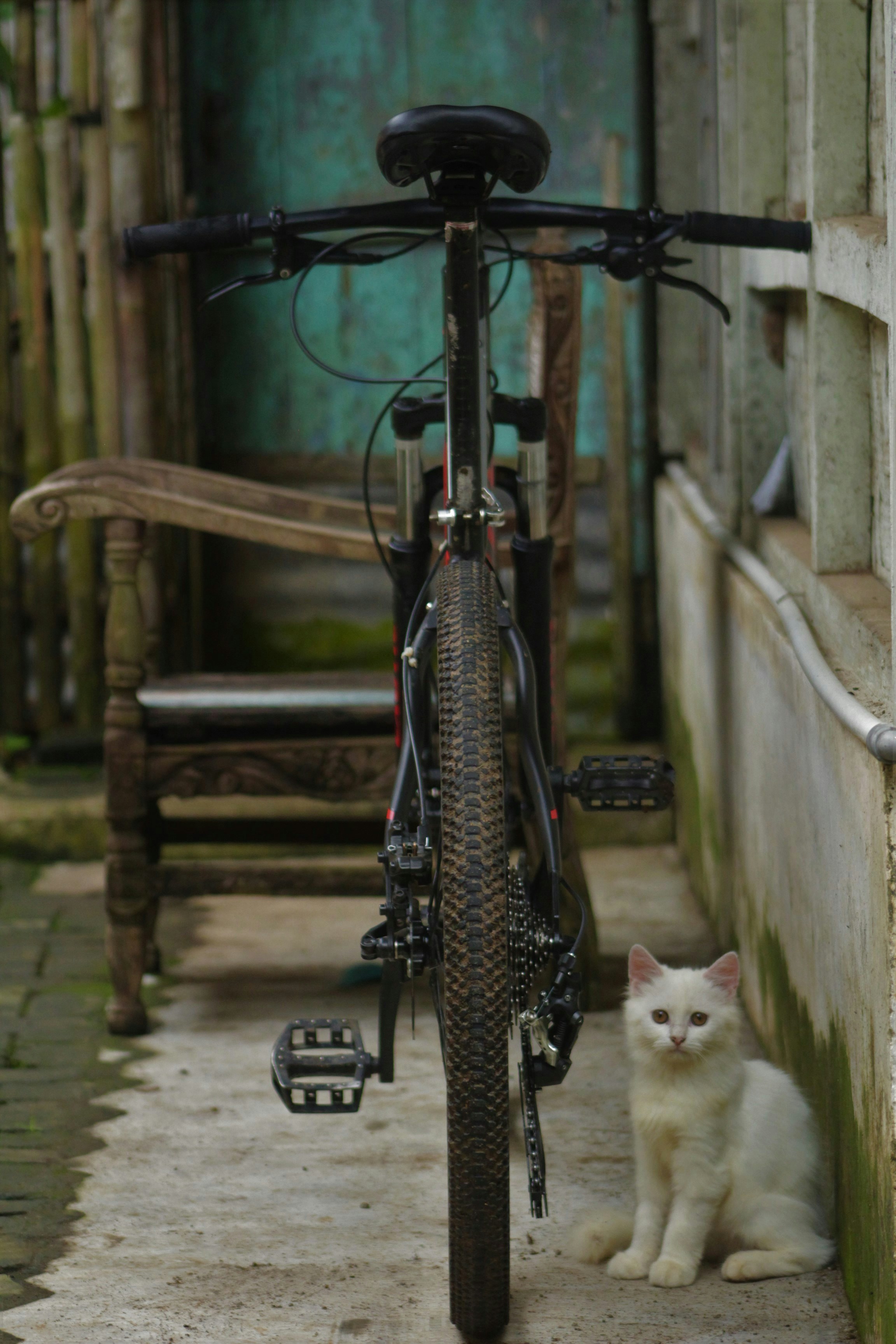 a white cat sitting next to a bicycle