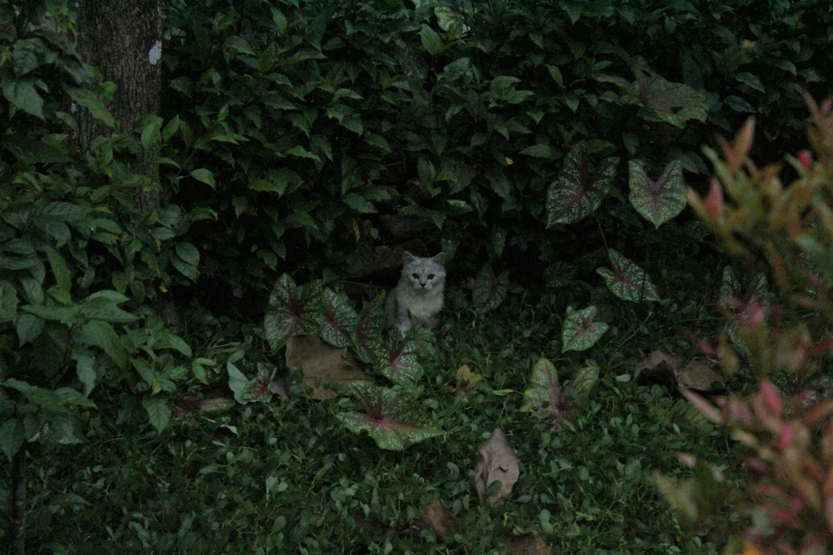Midnight Whiskers: A Kitten Hidden in Leafy Shadow