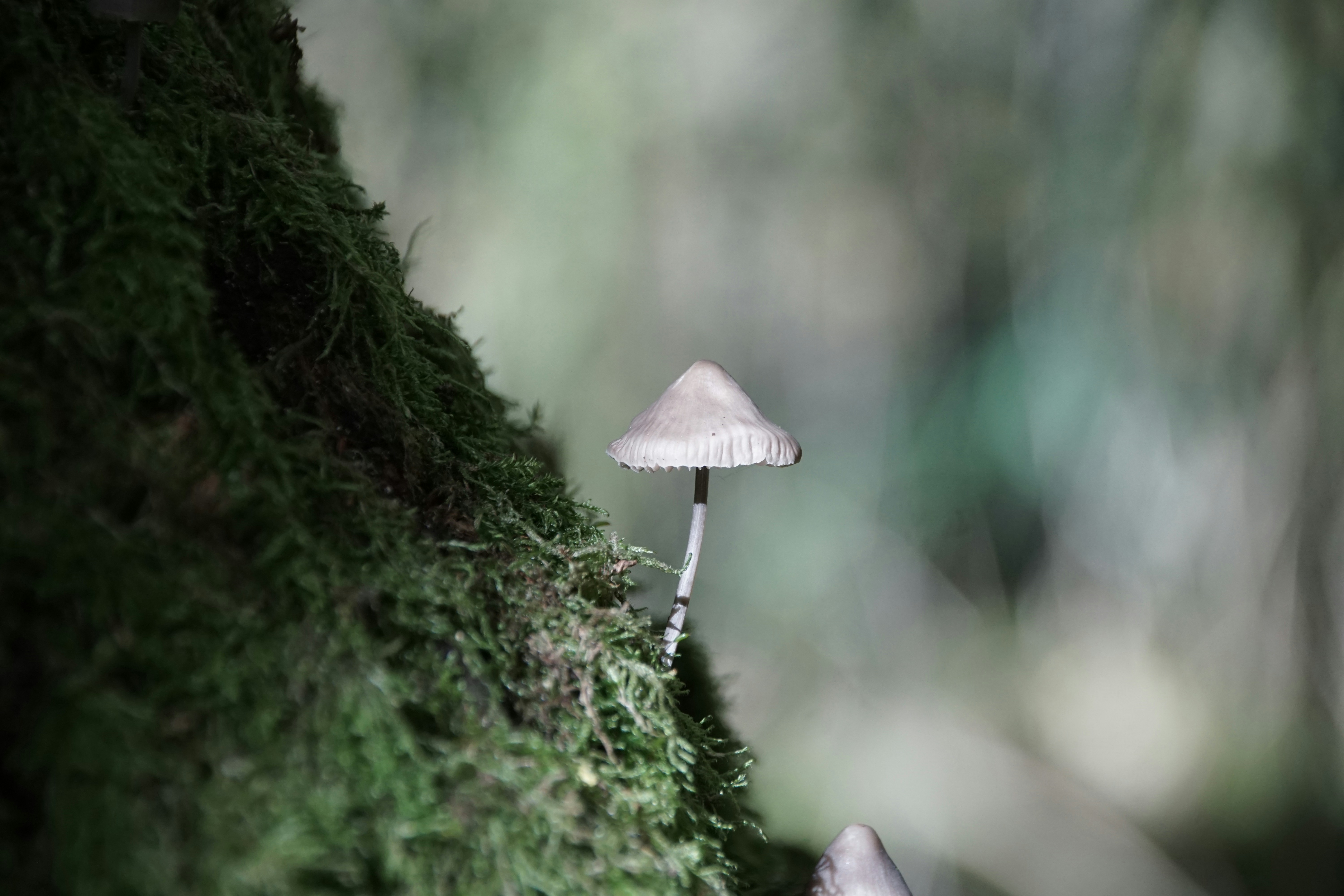 Mushroom growing from moss-covered tree bark in a blurred forest setting.