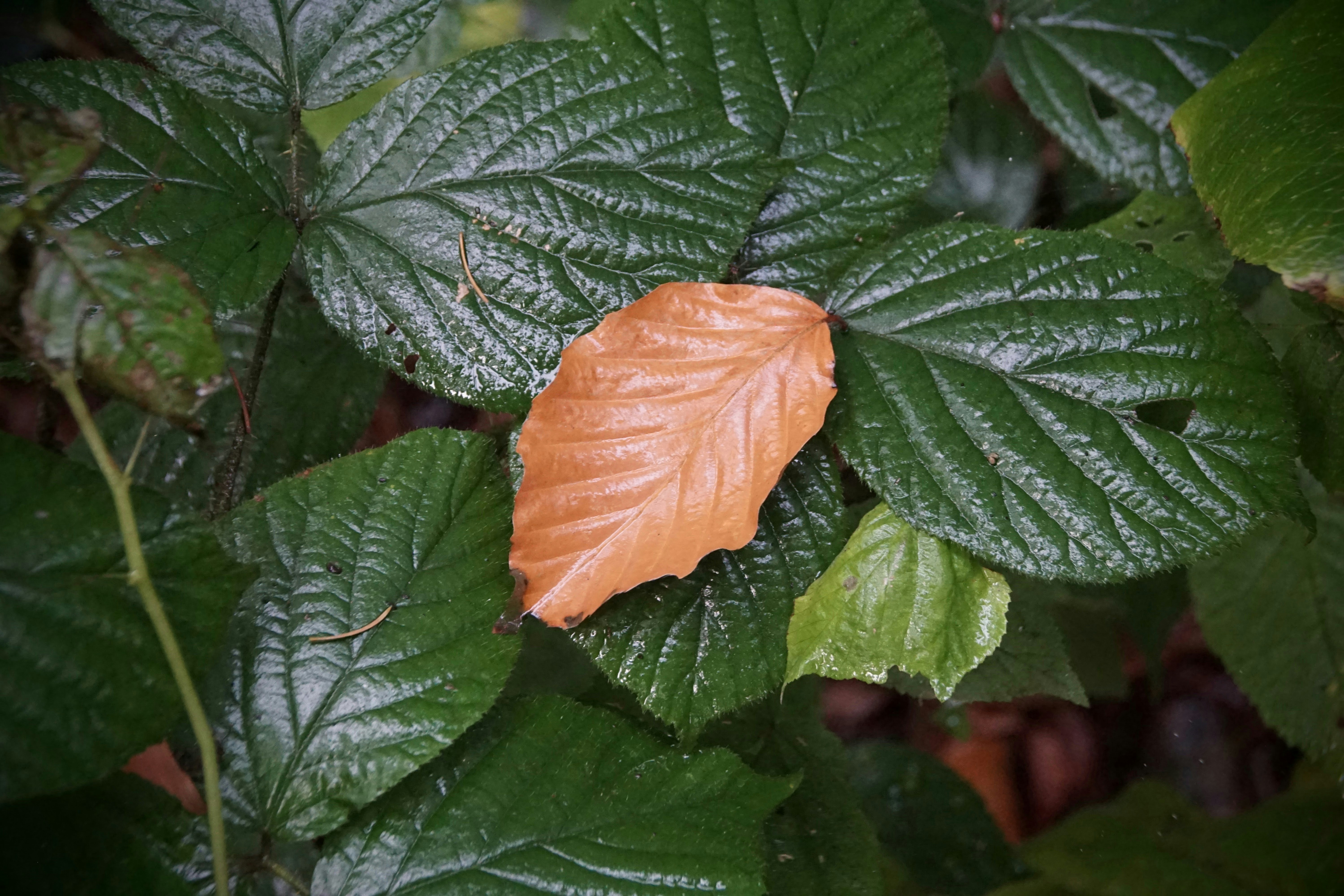 a leaf that is sitting on some leaves