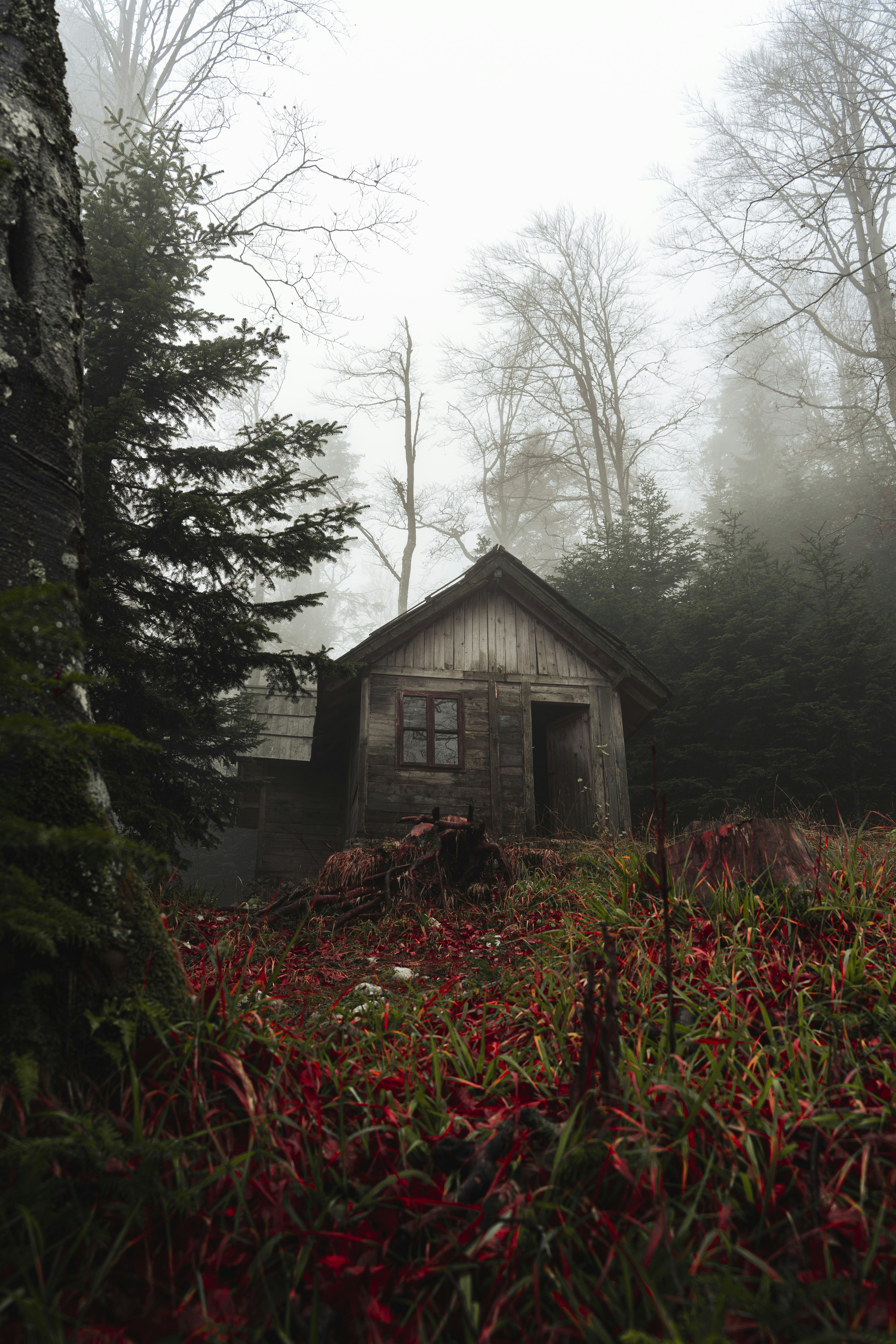 Abandoned wooden cabin surrounded by mist and dense foliage, with vibrant red undergrowth contrasting the muted tones of the scene.