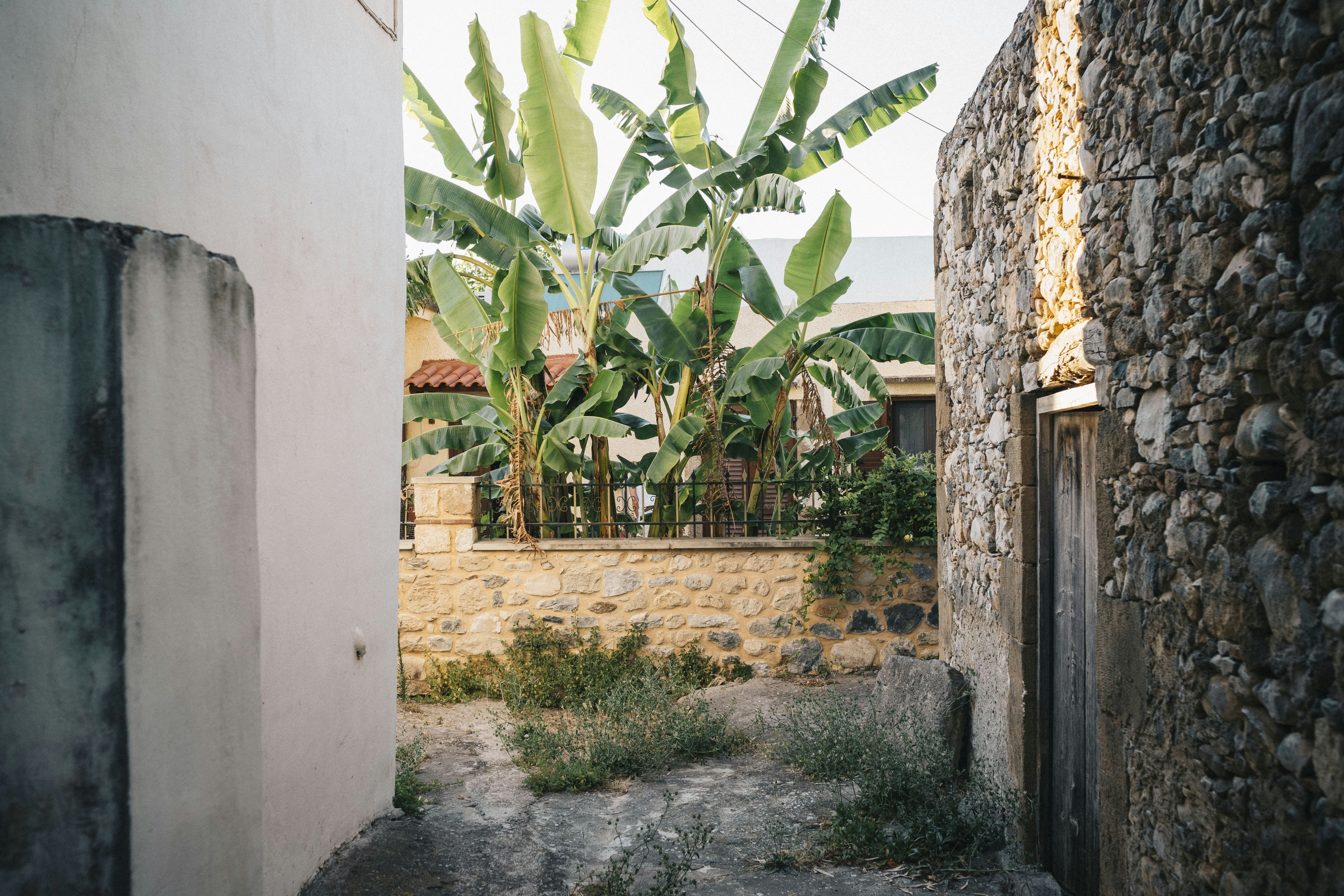 Lush banana plants thrive in a secluded alley framed by rustic stone and plaster walls. The scene evokes a sense of tranquility and hidden beauty.