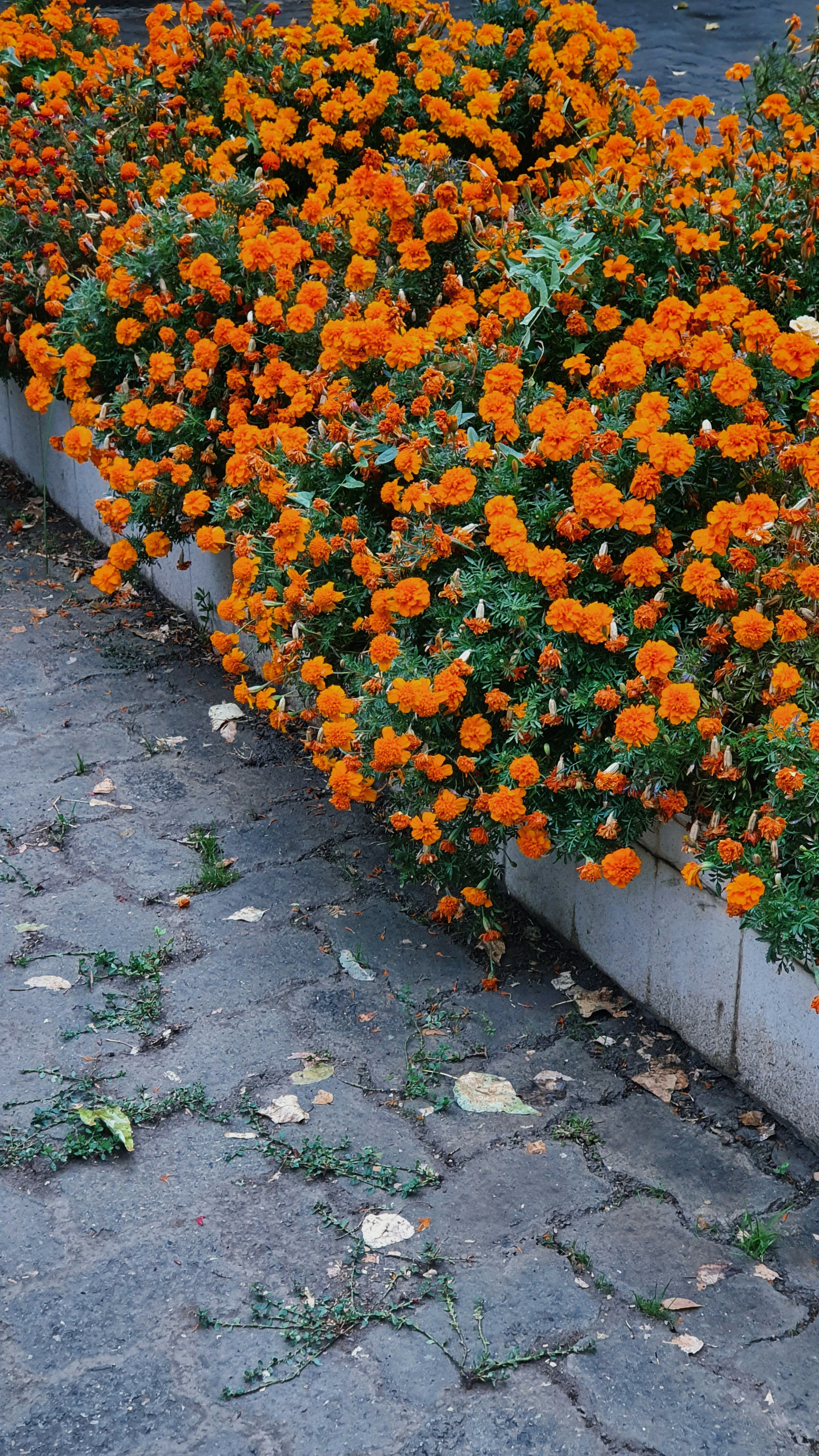 a bunch of flowers that are in a planter