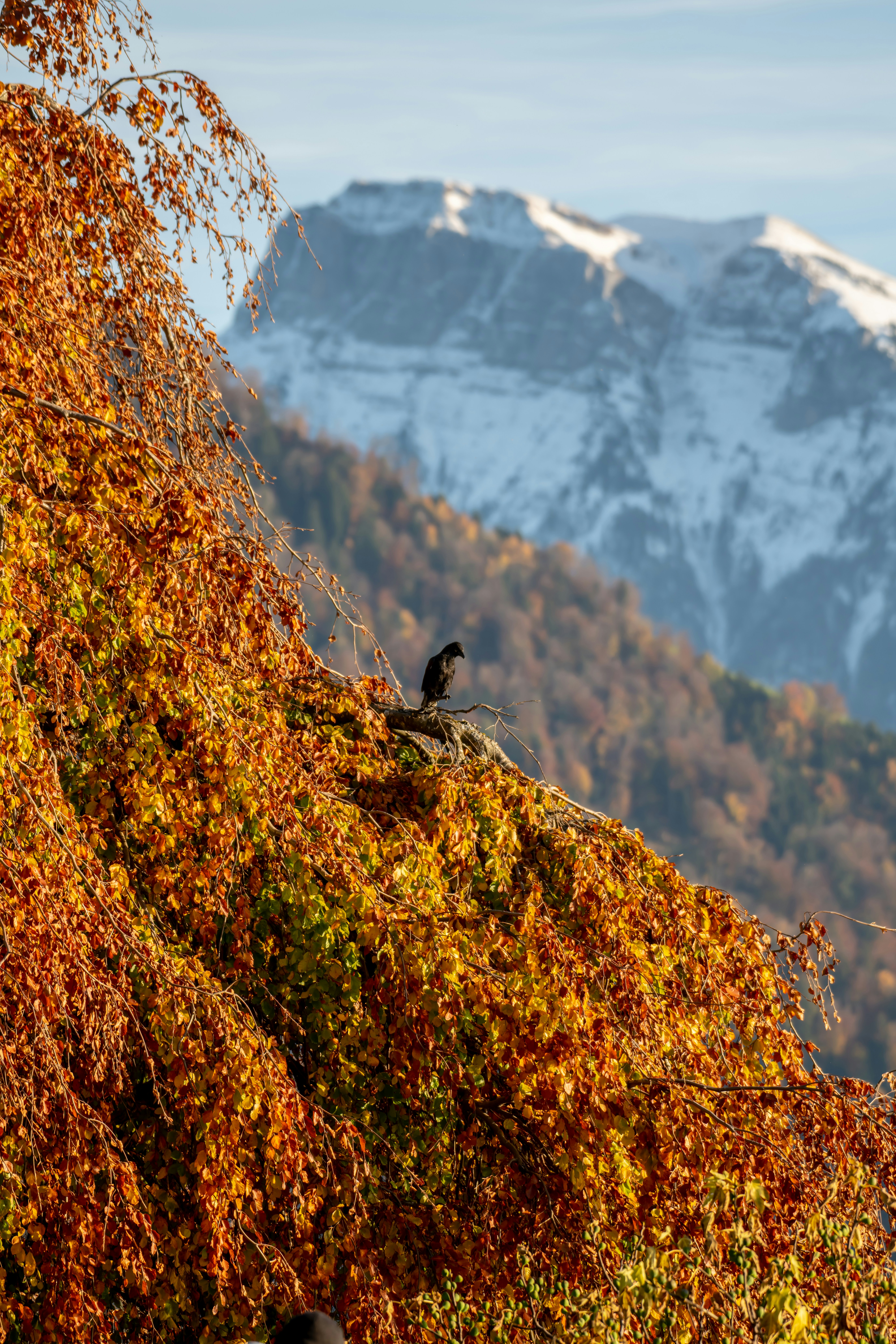 Raven on a sunlit ledge amid autumn gold against a snow-dusted alpine backdrop