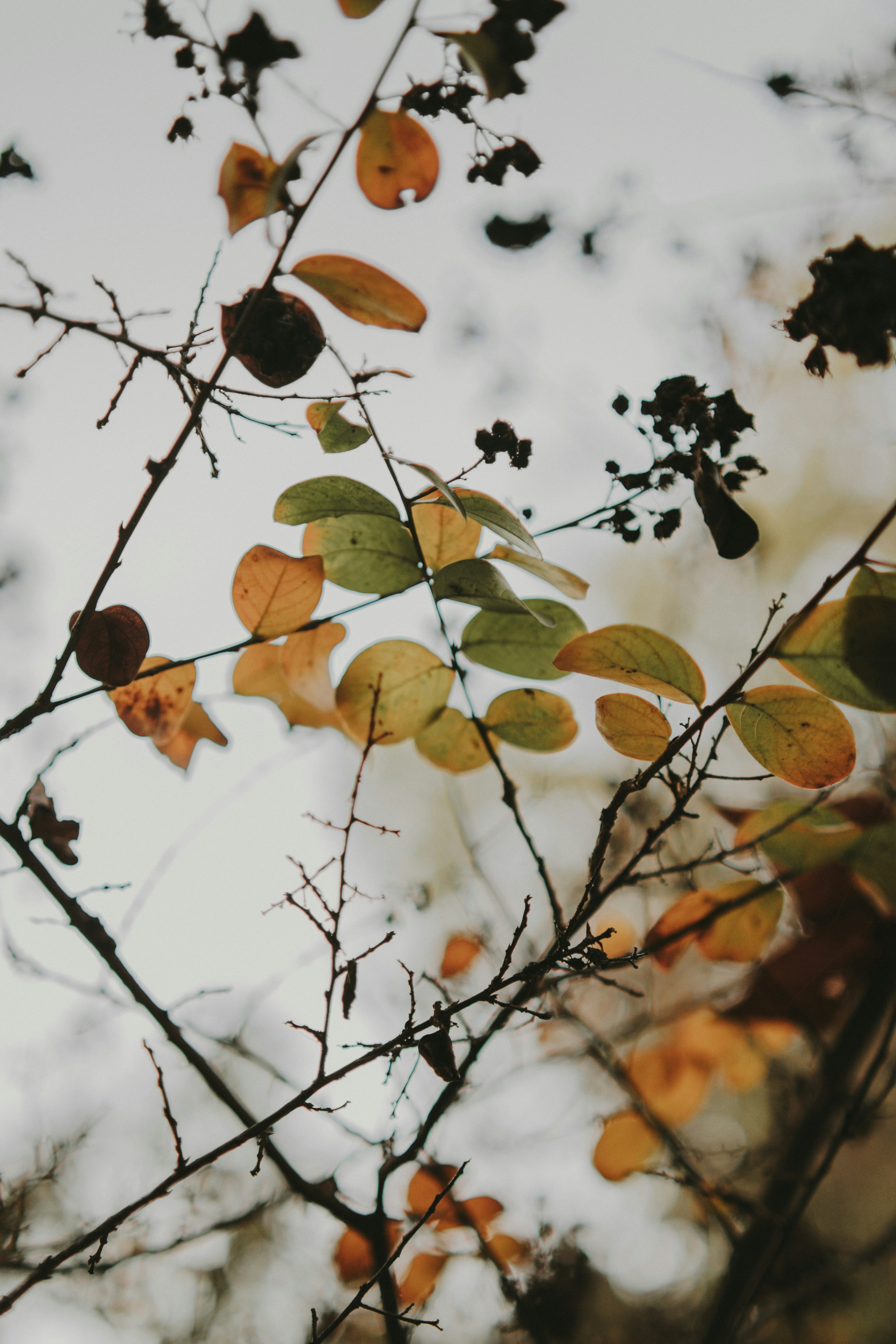 a tree branch with leaves and a sky in the background