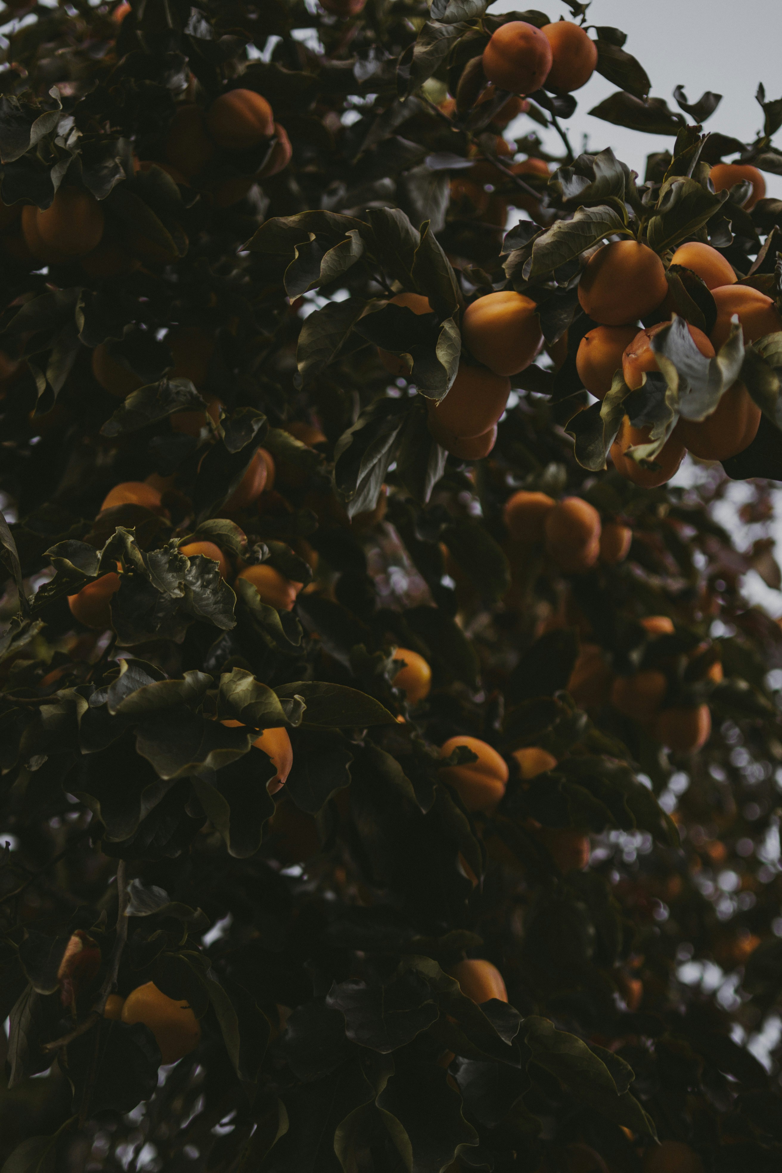 a tree filled with lots of ripe oranges
