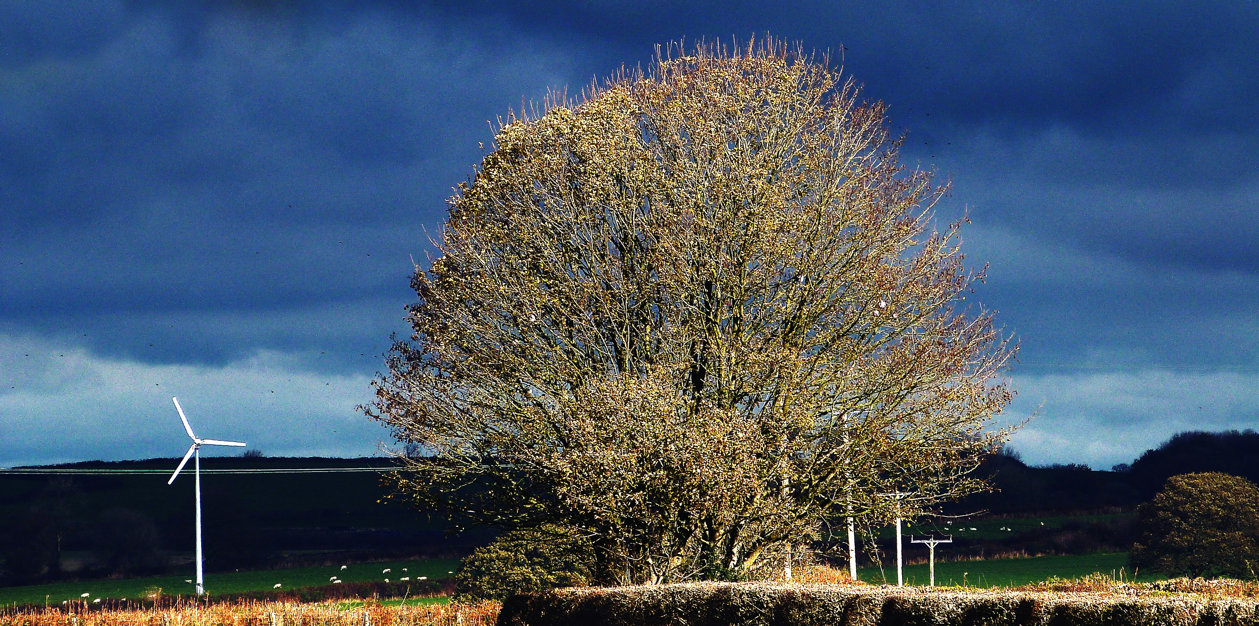 Storm-Broken Sky Over a Lonely Orchard