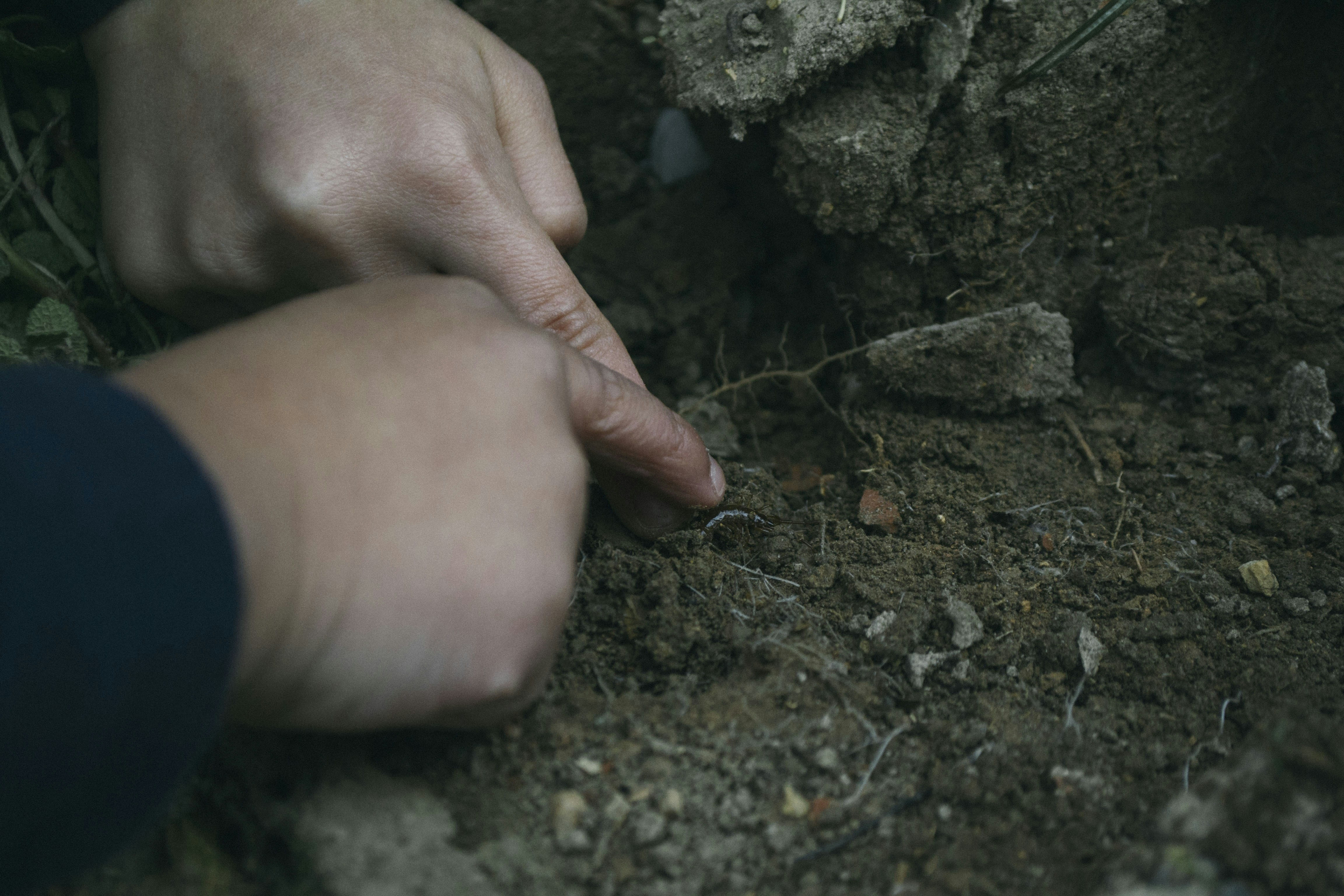 Hands digging into rich soil, revealing roots and earth, emphasizing the connection between humans and nature.