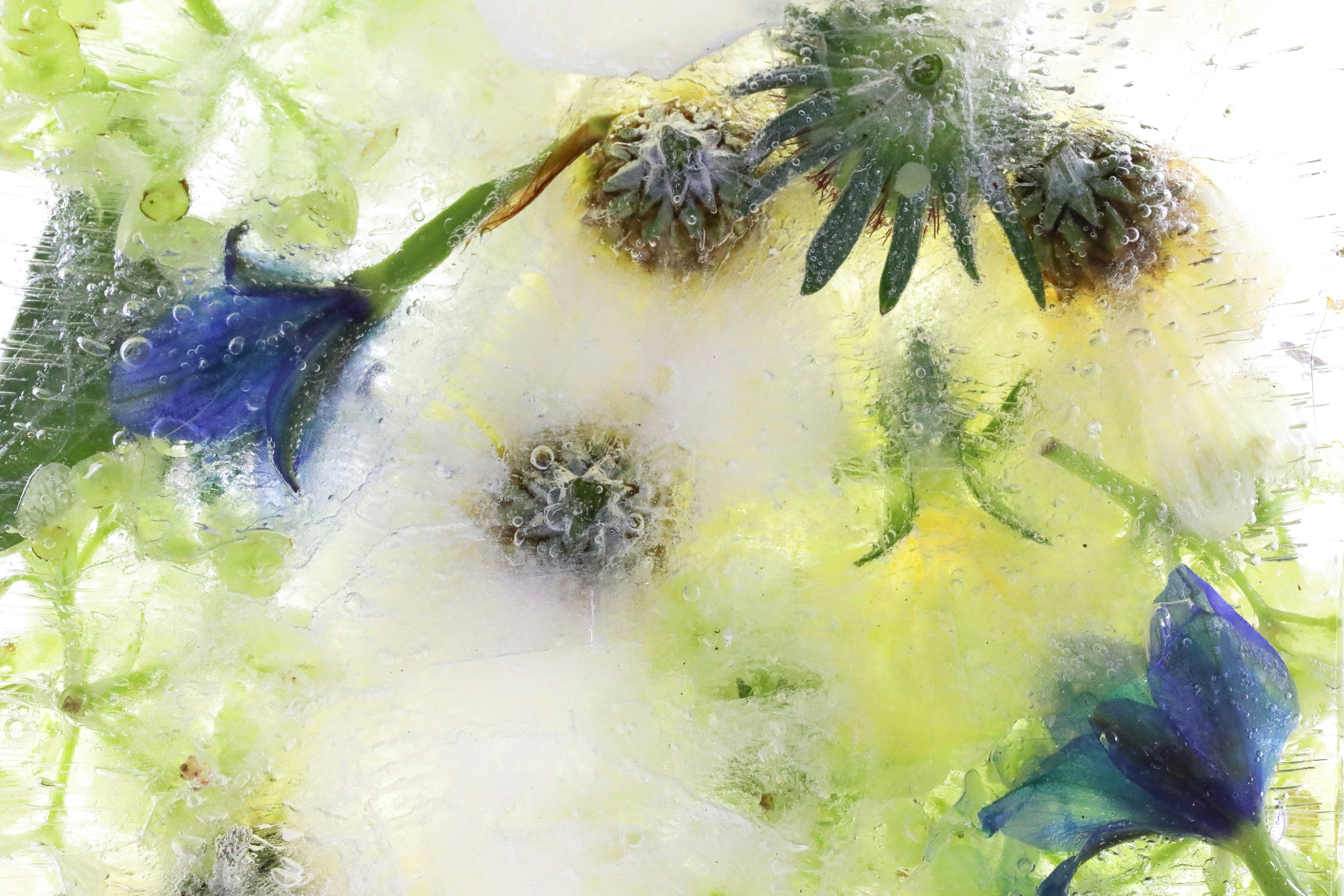 Glacial Veil on Velvet Petals: Frost-Kissed Floral Close-Up