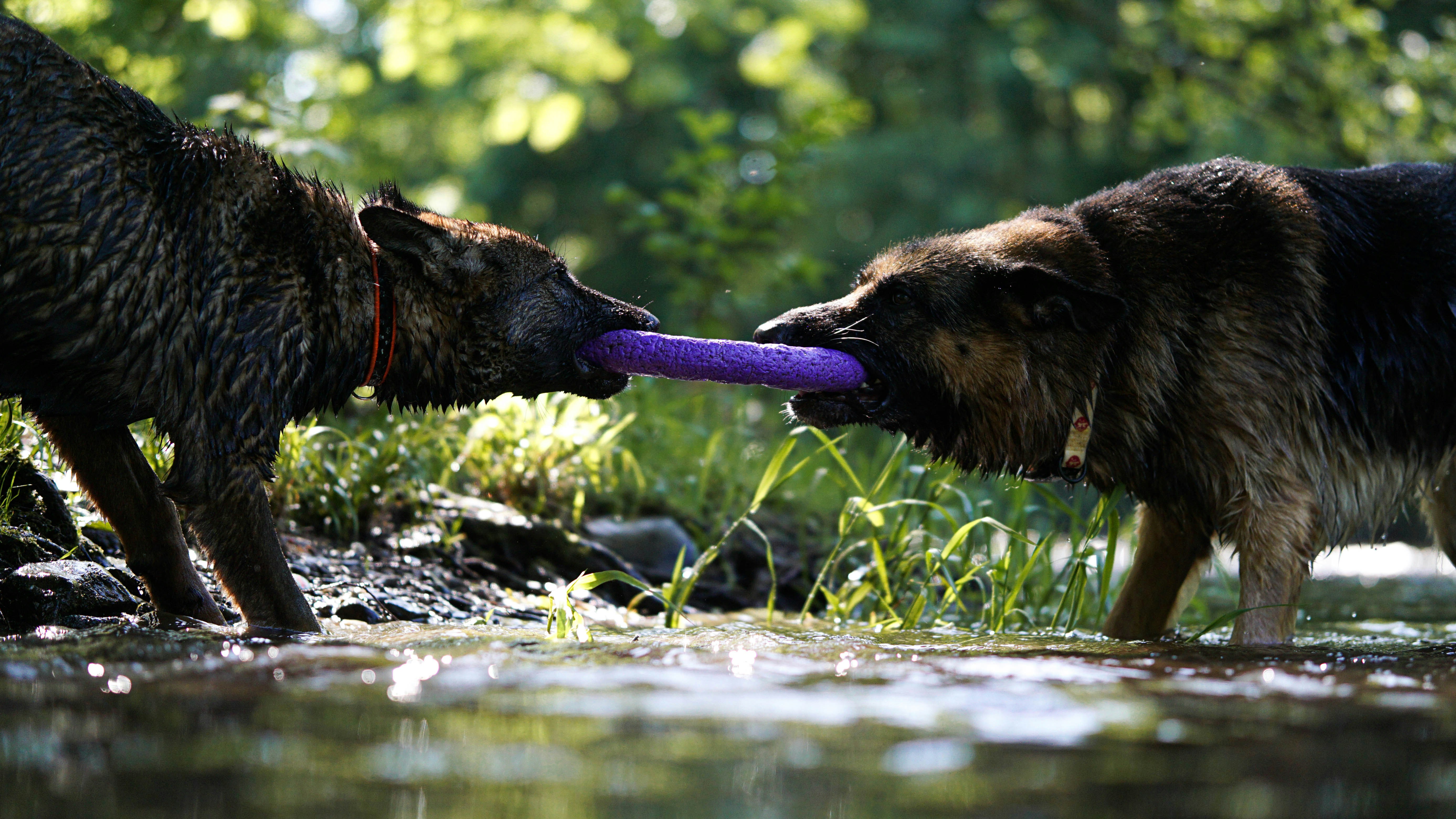 Juxtaposed Tug: Canine Tug-of-Wern in a Shallow Stream