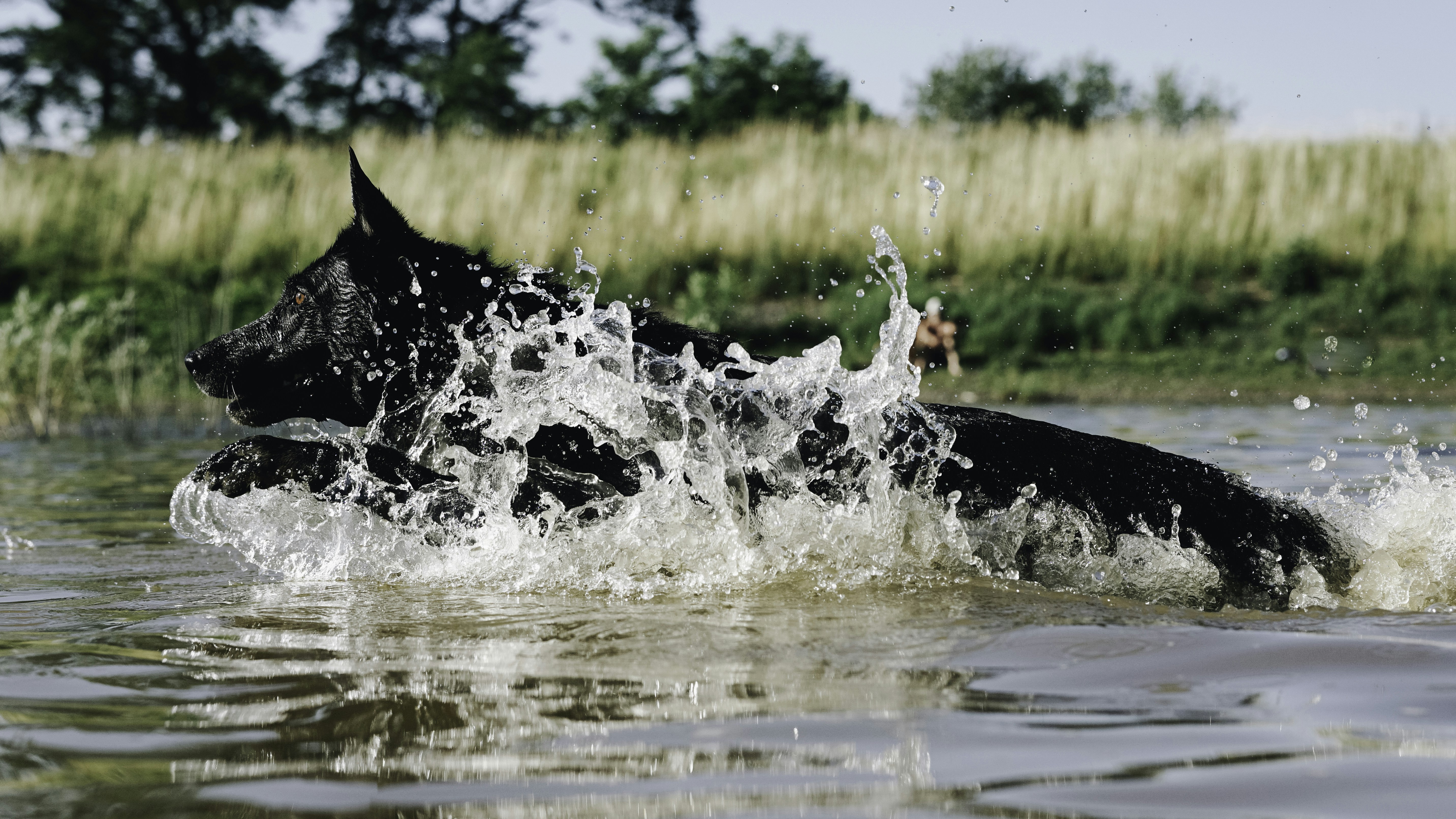 Dark-Coated Retriever Spearheading the Wake