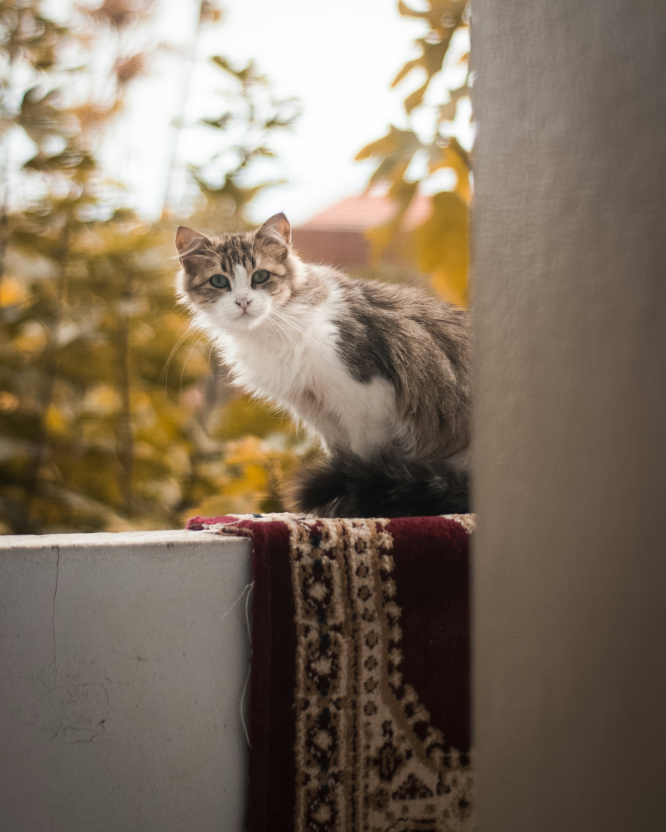 On the Veranda's Edge: A Curious Cat in Autumn Light