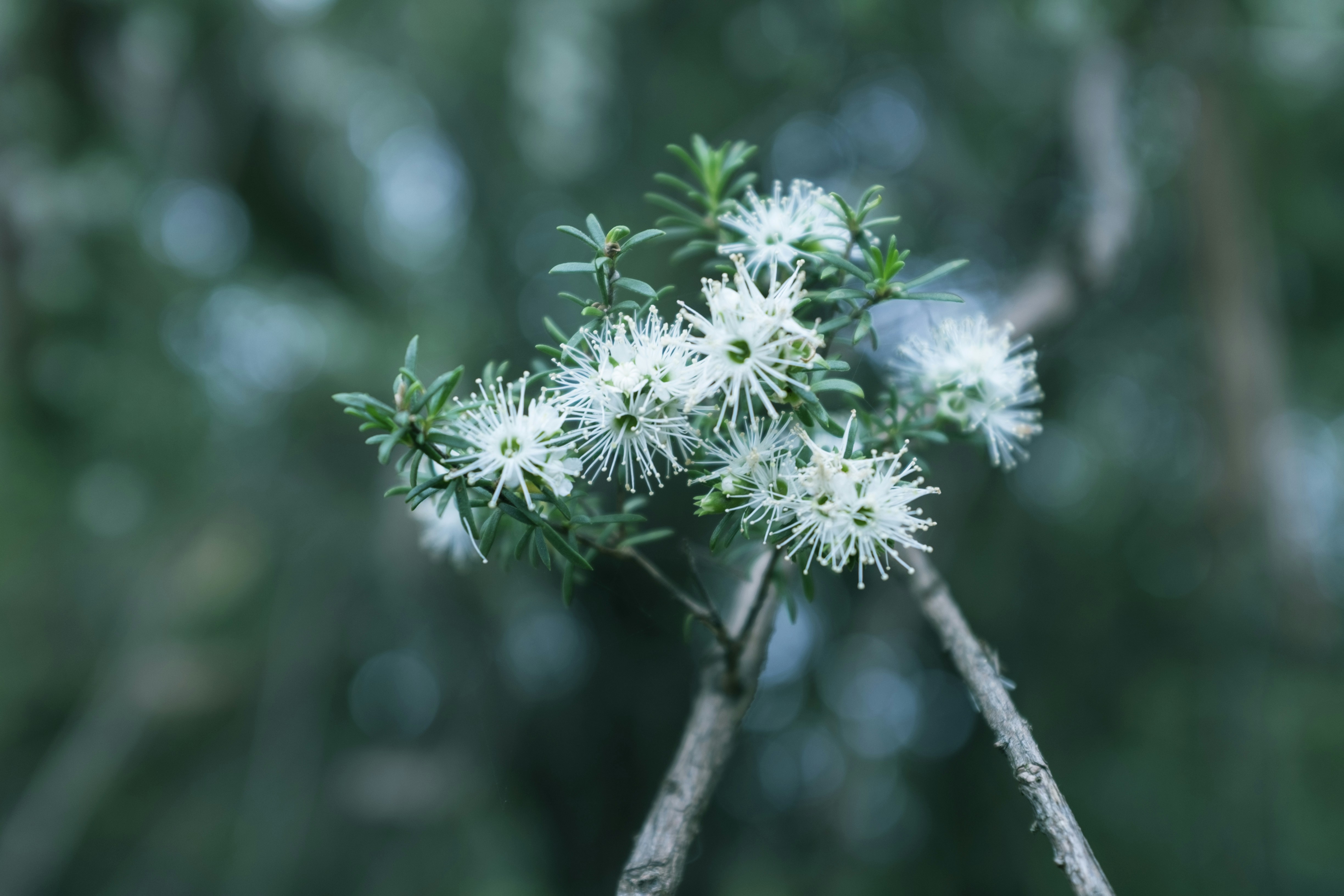 Whispering White Clusters on a Weathered Twig