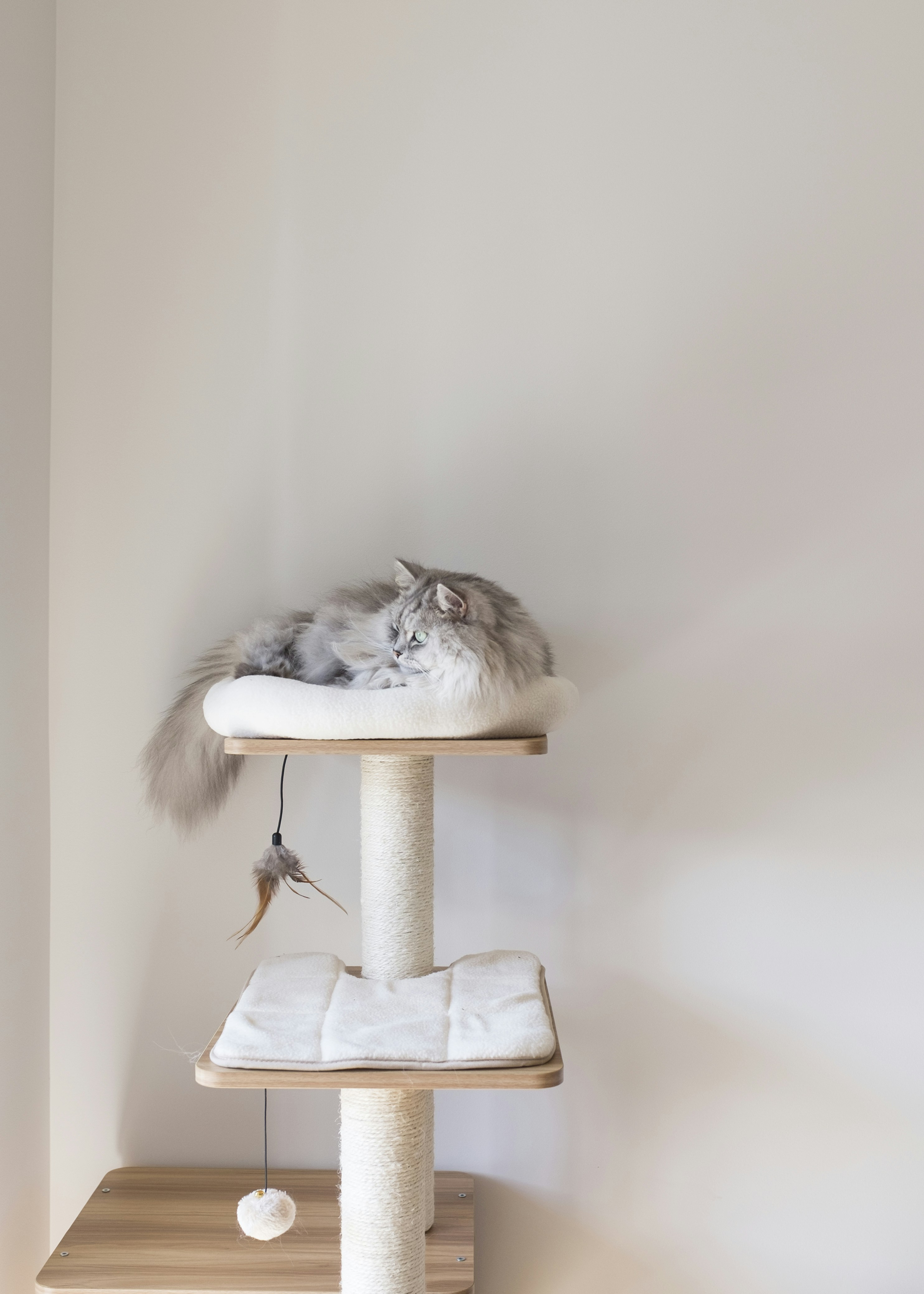 a cat laying on top of a cat tree