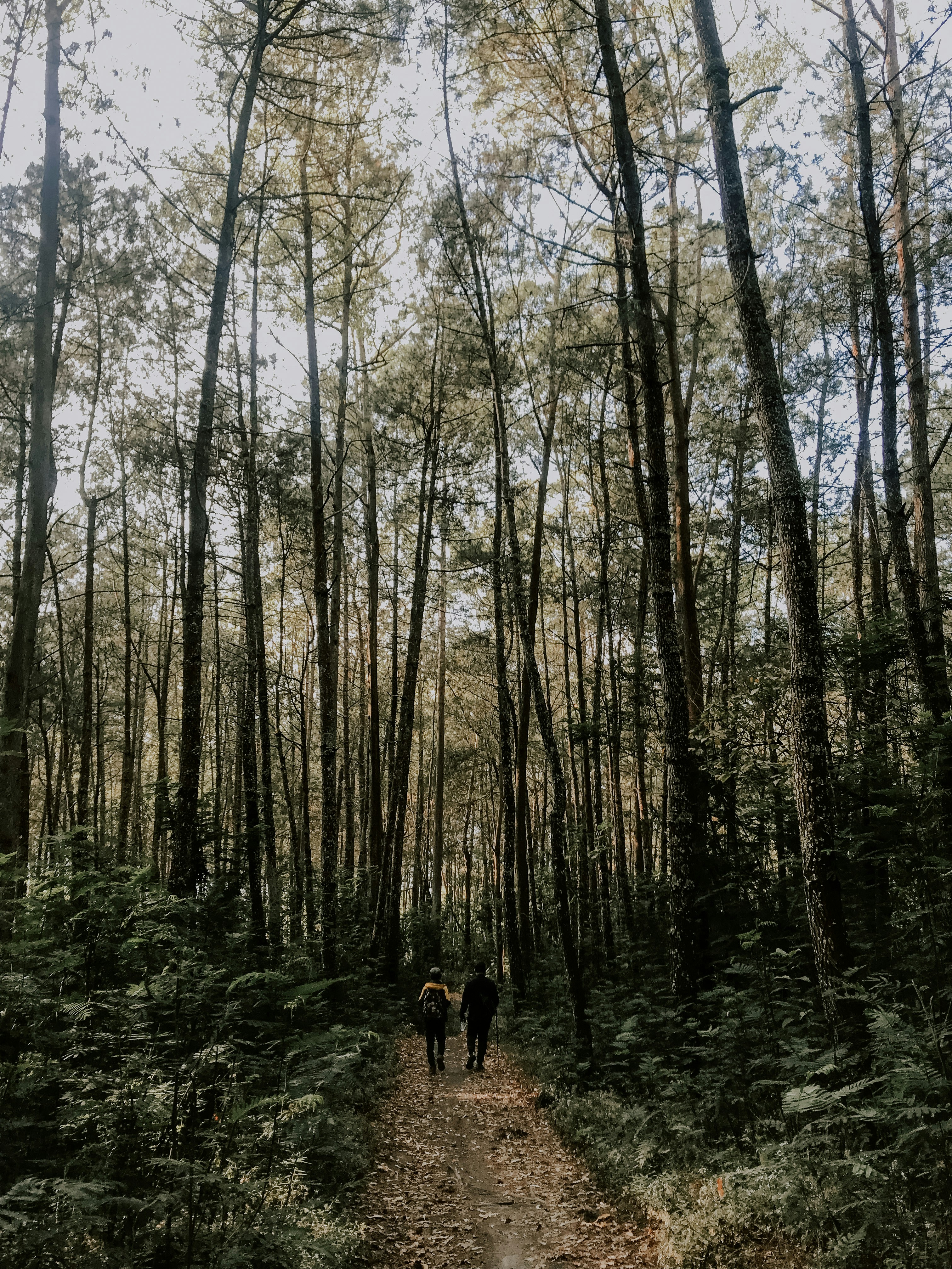 Two hikers traverse a narrow path flanked by towering trees in a lush forest, with dappled sunlight filtering through the leaves.