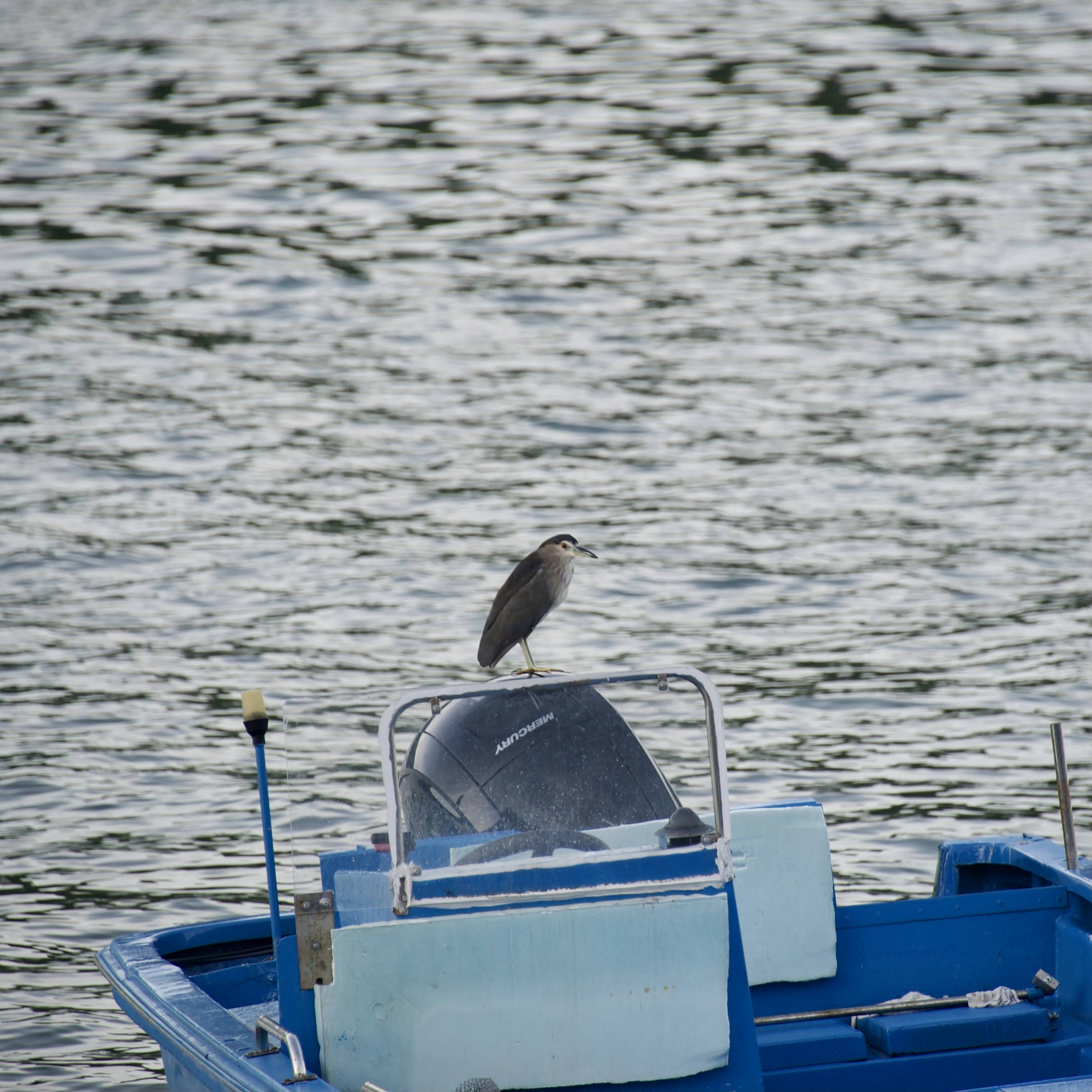 A bird perched on a boat motor, surrounded by calm water, reflecting the serene atmosphere of the scene.