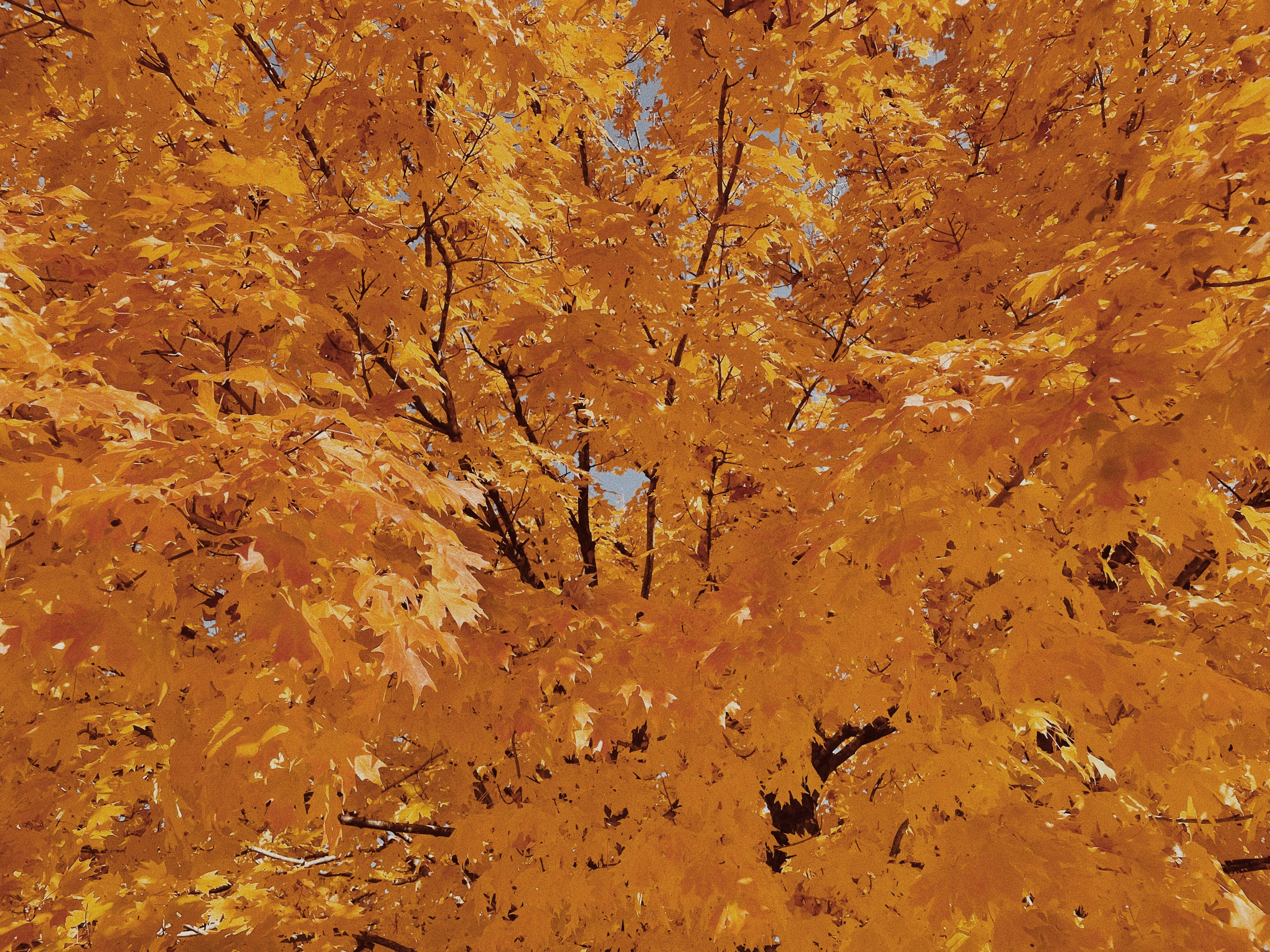 A yellow tree with lots of leaves on it photo – Free Plant Image on Unsplash