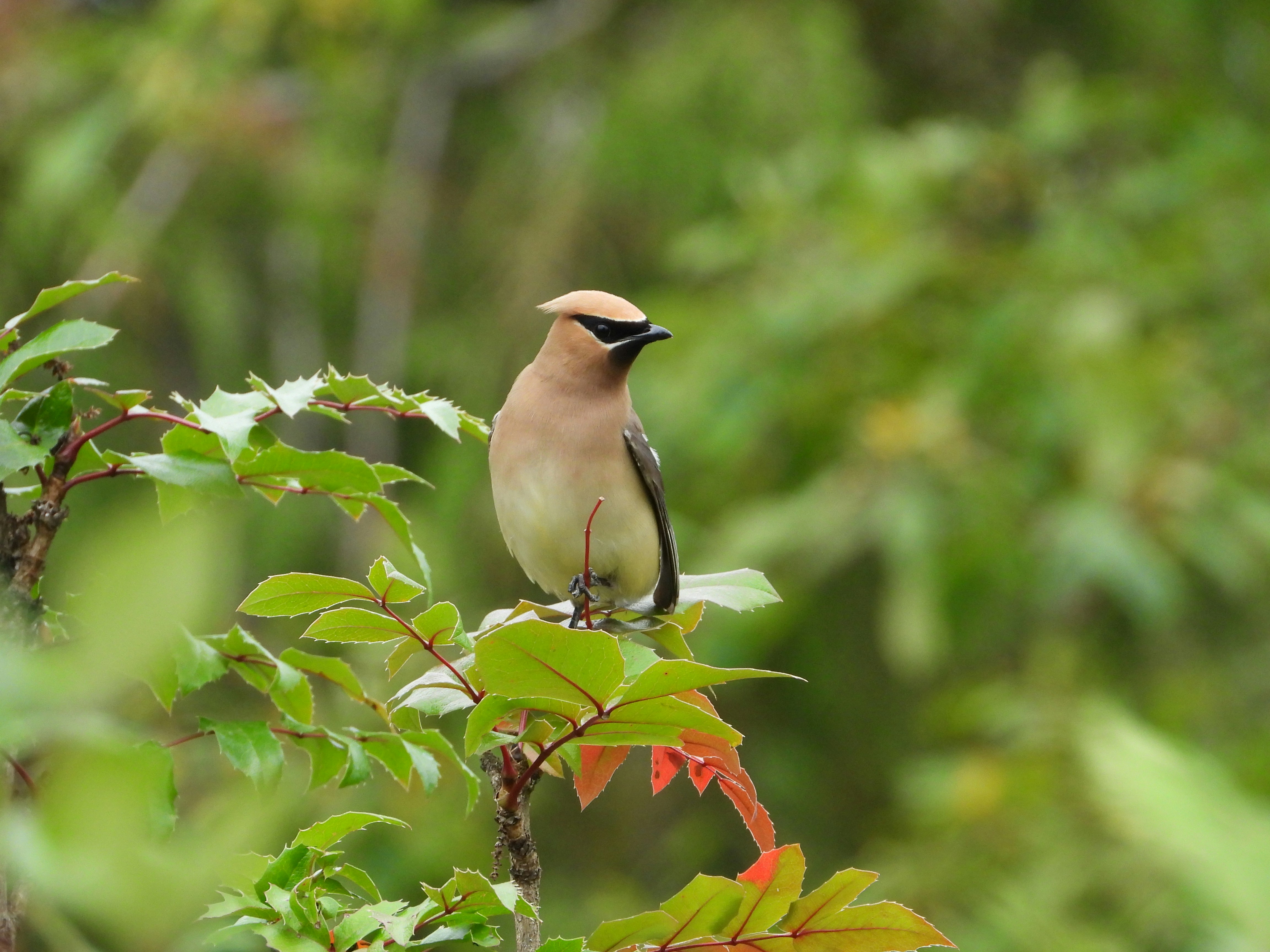Amber-hooded Songbird Perched Among Greenery