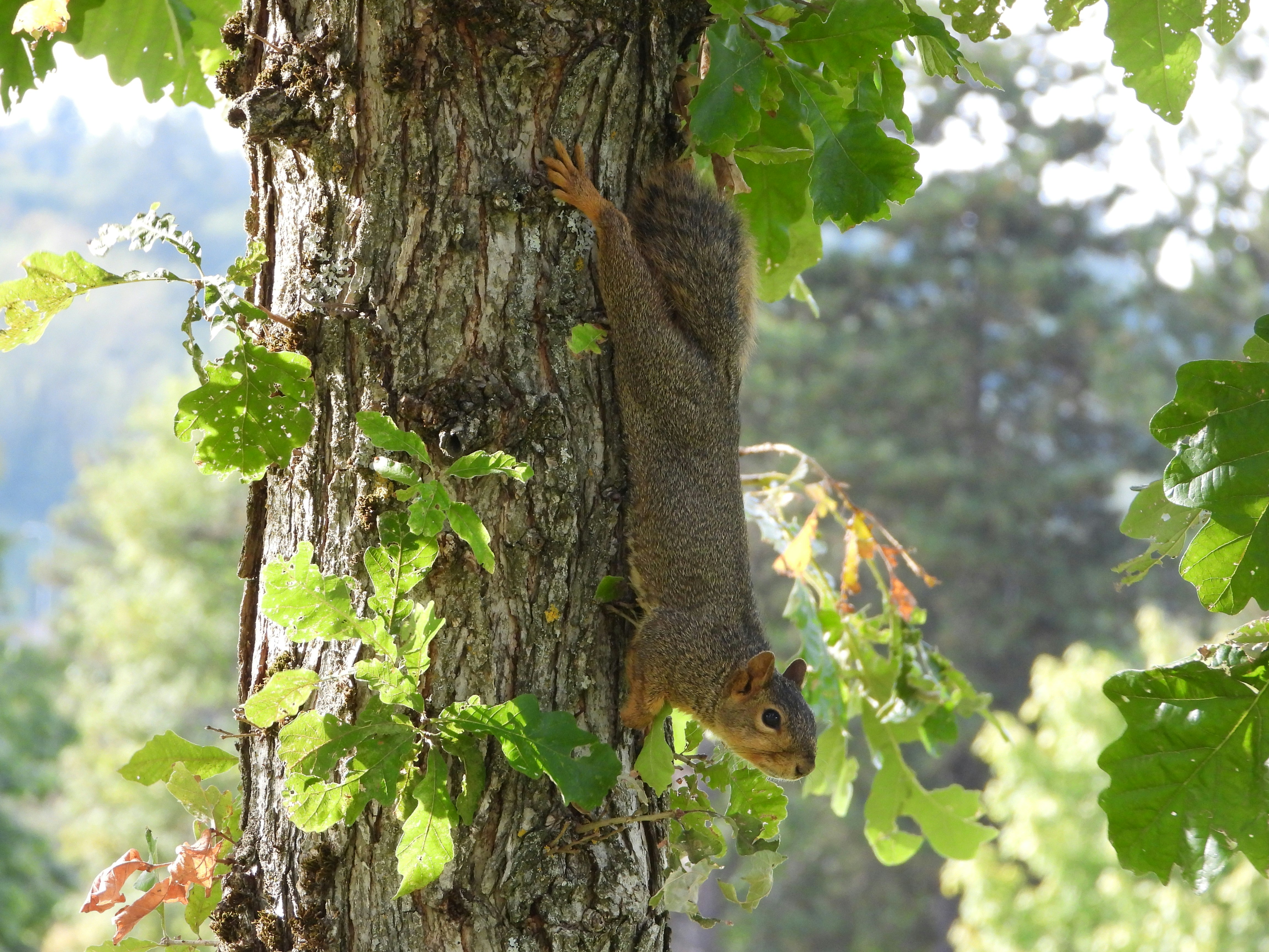 Squirrel clinging to the side of a tree, surrounded by vibrant green leaves in a sunlit forest setting.