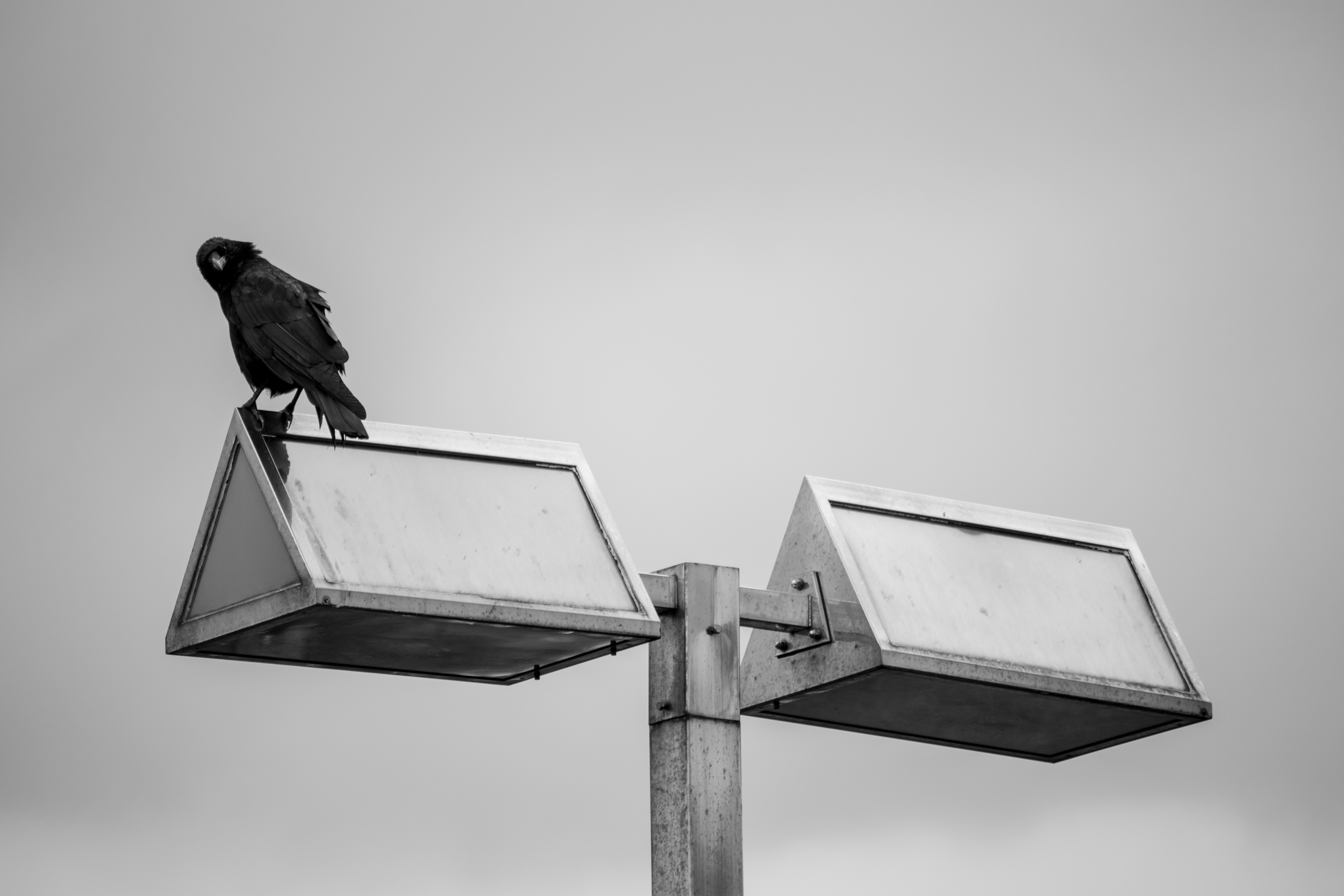 Black bird perched atop a modern streetlight against a gray sky.