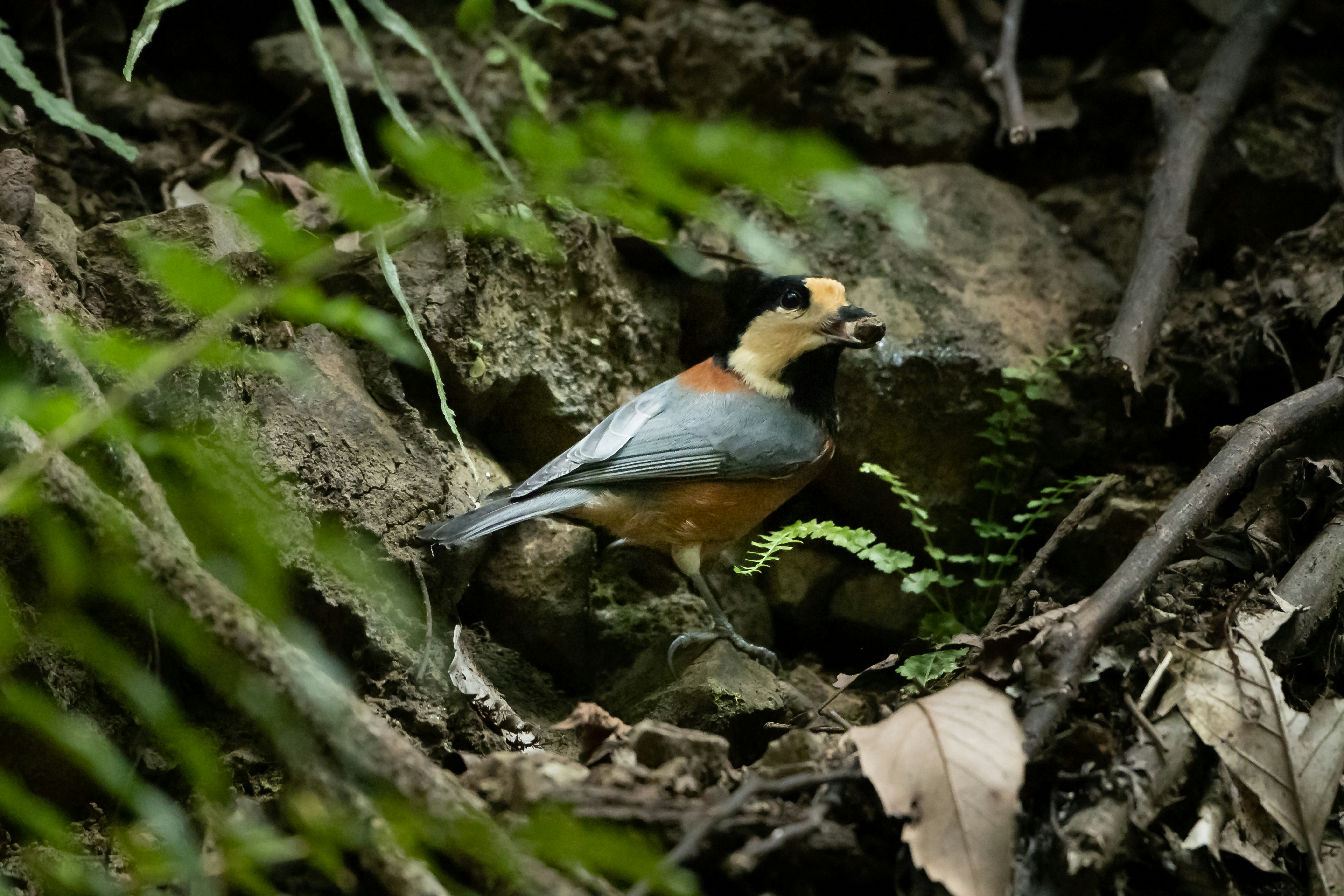 Varied tit is holding a food for winter in its beak and looking for a good place to store it.