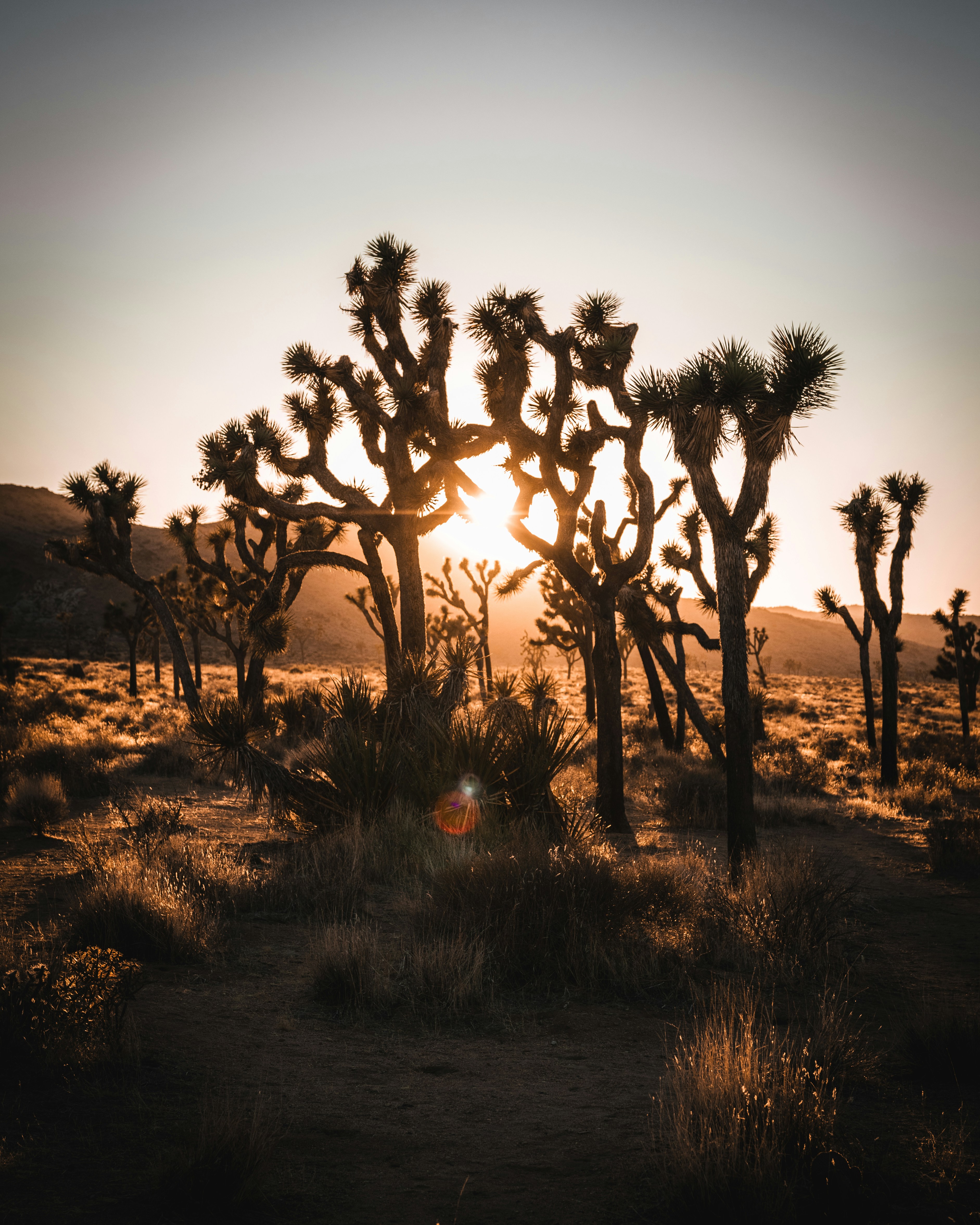Silhouetted Joshua trees against a glowing sunset, casting long shadows across the arid landscape.