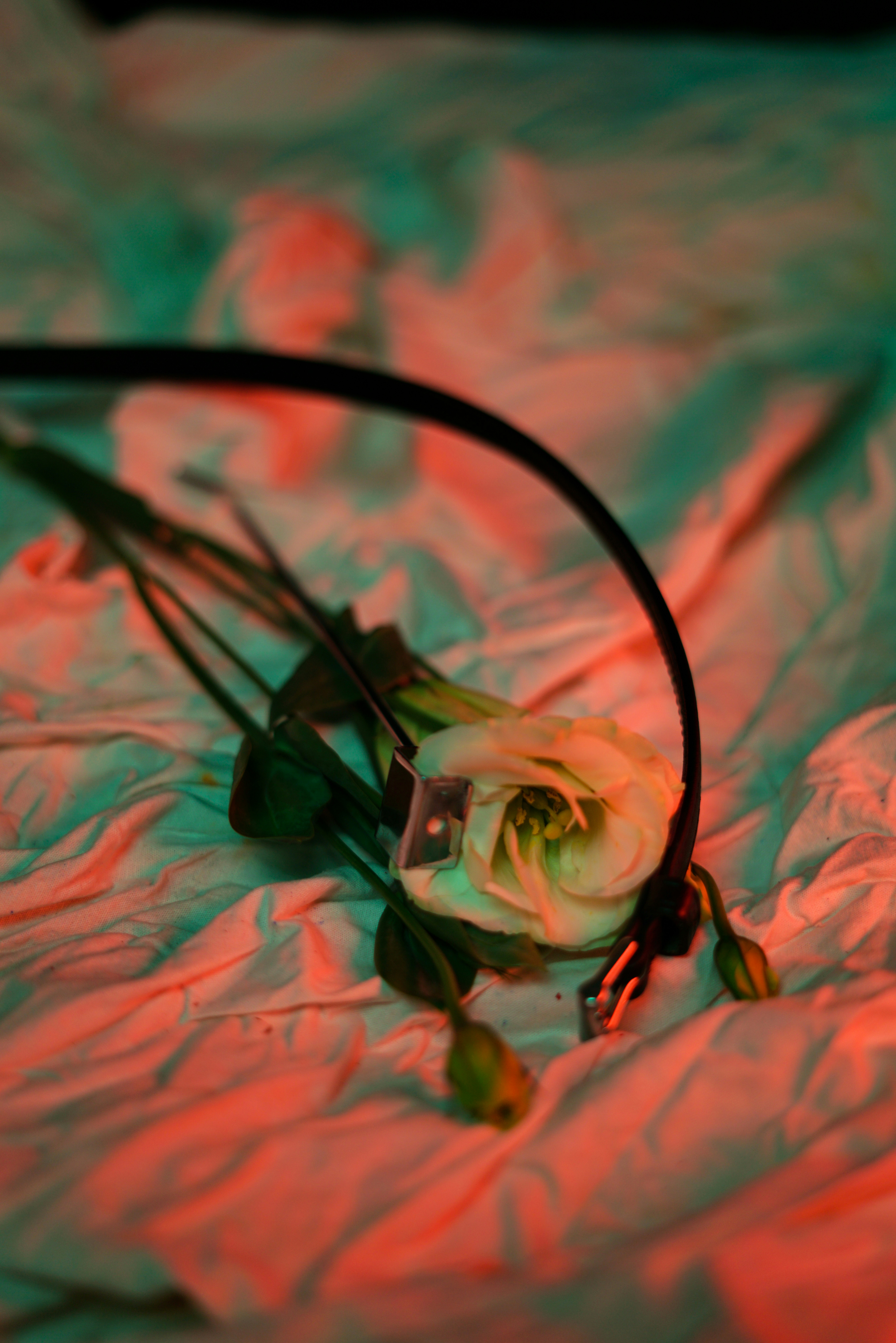 Rose under a Neon Arc: a quiet study in red and teal