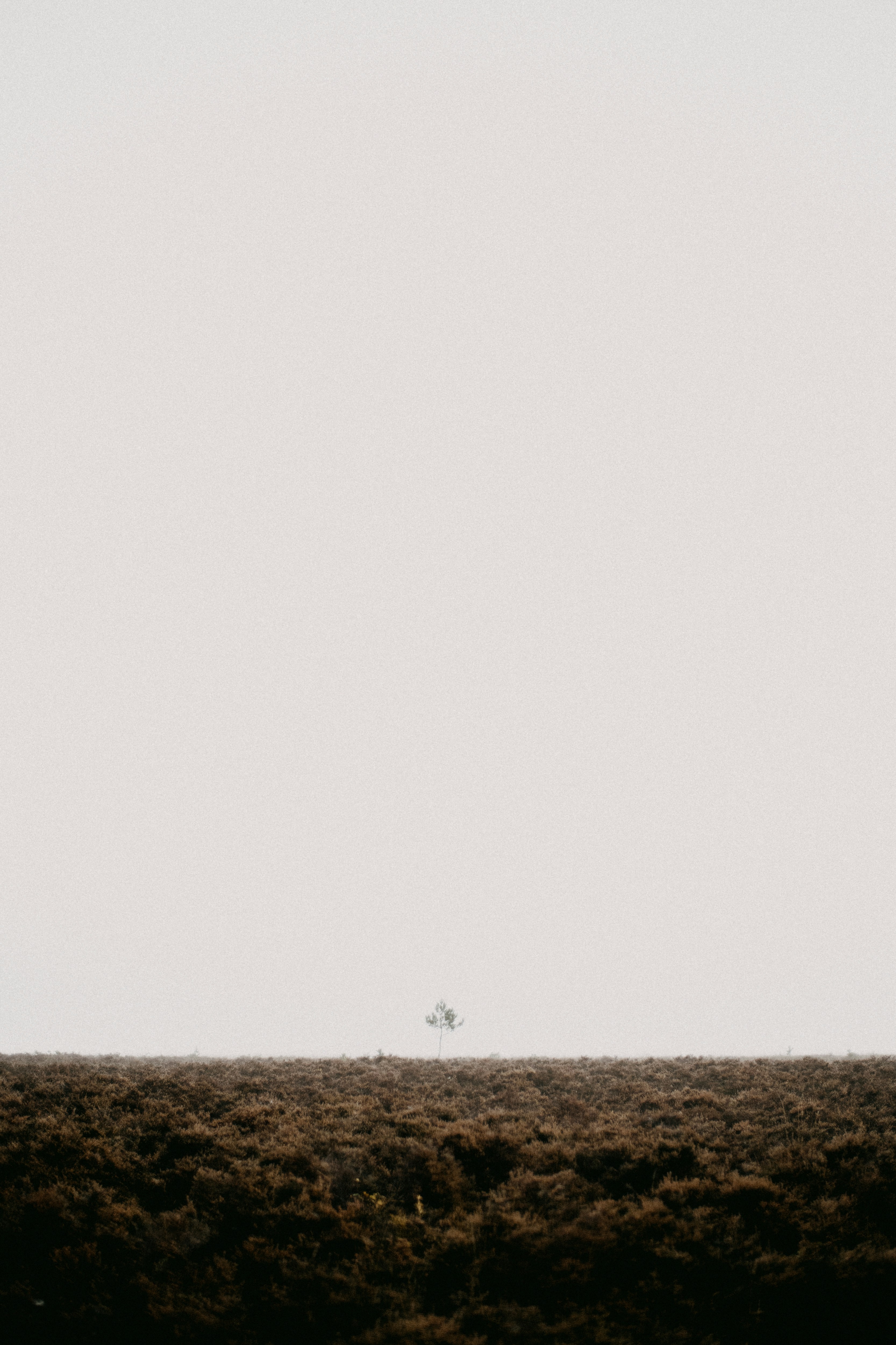 Horizon Sentinel: A Lone Tree on a Pale Expanse
