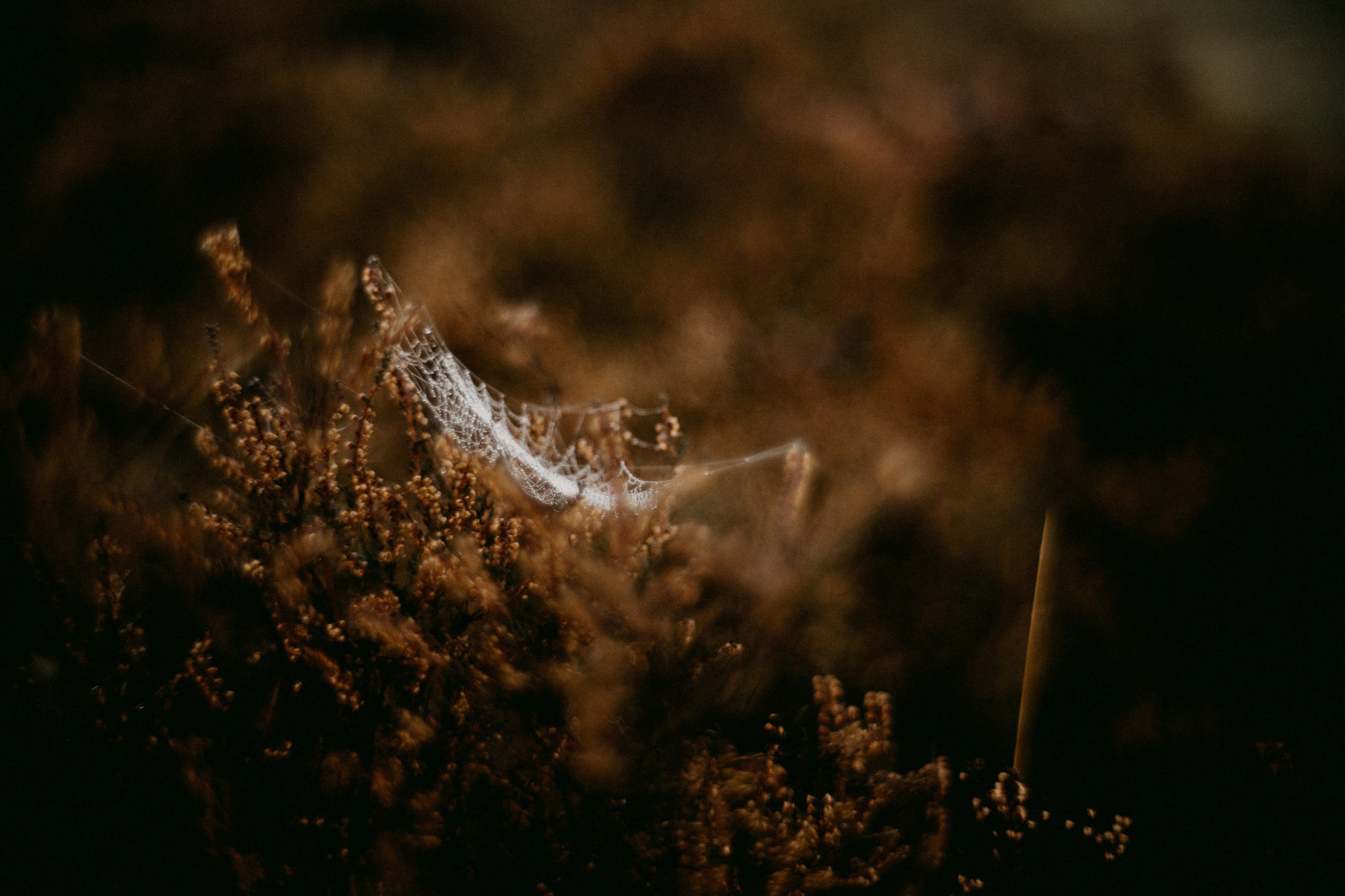 Ember-Dusted Cobweb: a dew-kissed thread glowing in shadowed undergrowth