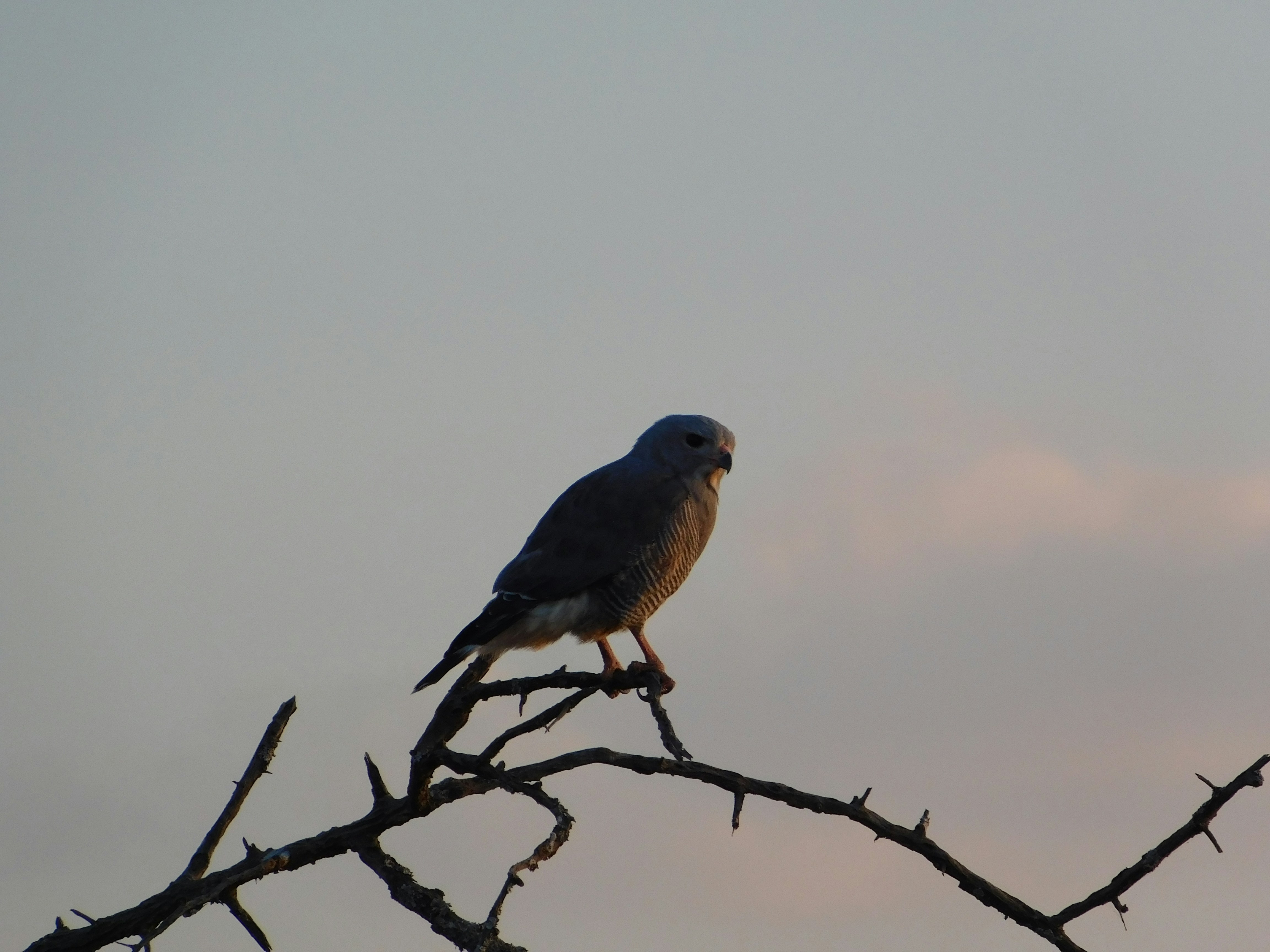 Twilight Watch: A Raptor on a Thorned Ledge