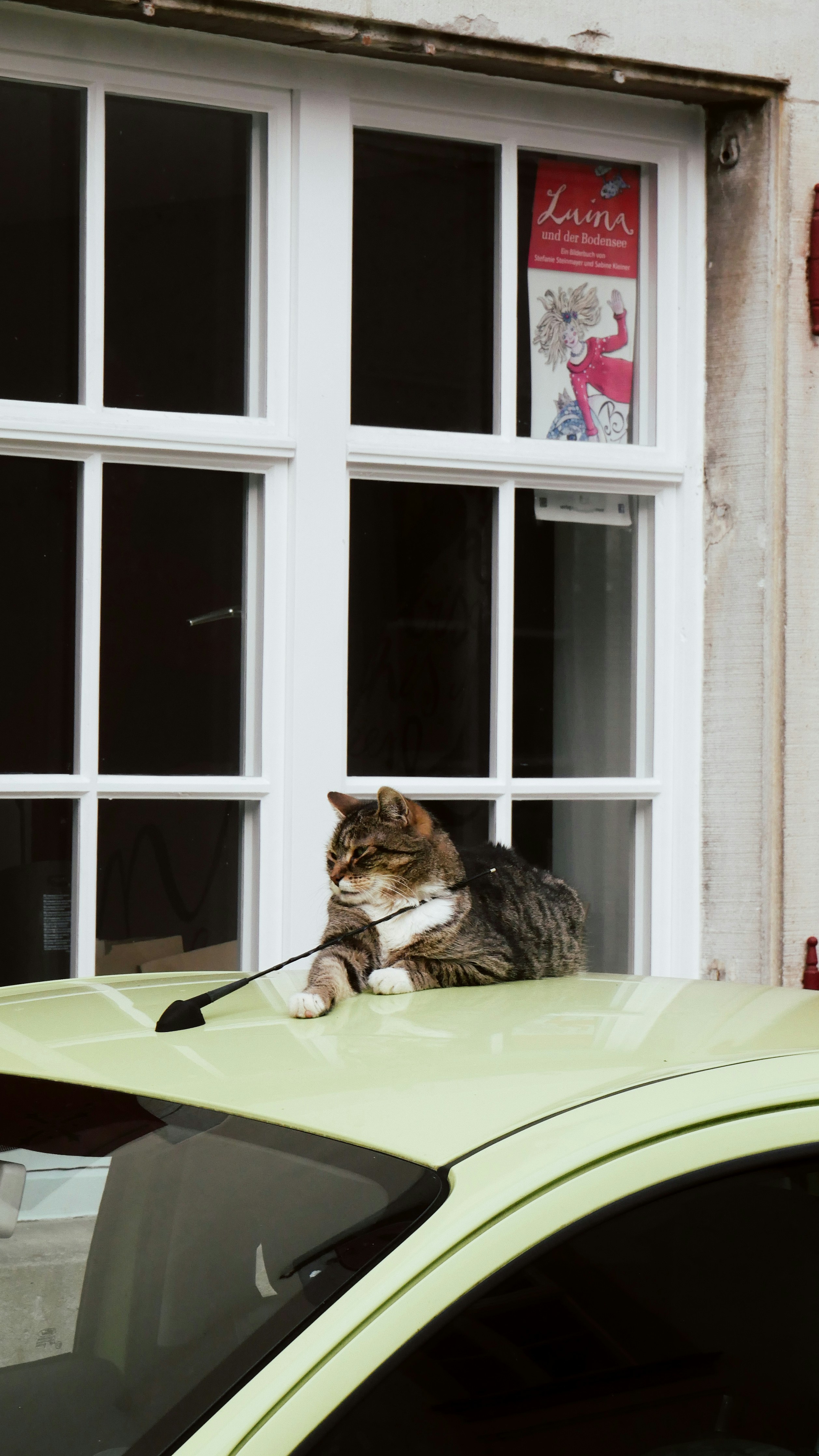 a cat sitting on top of a green car