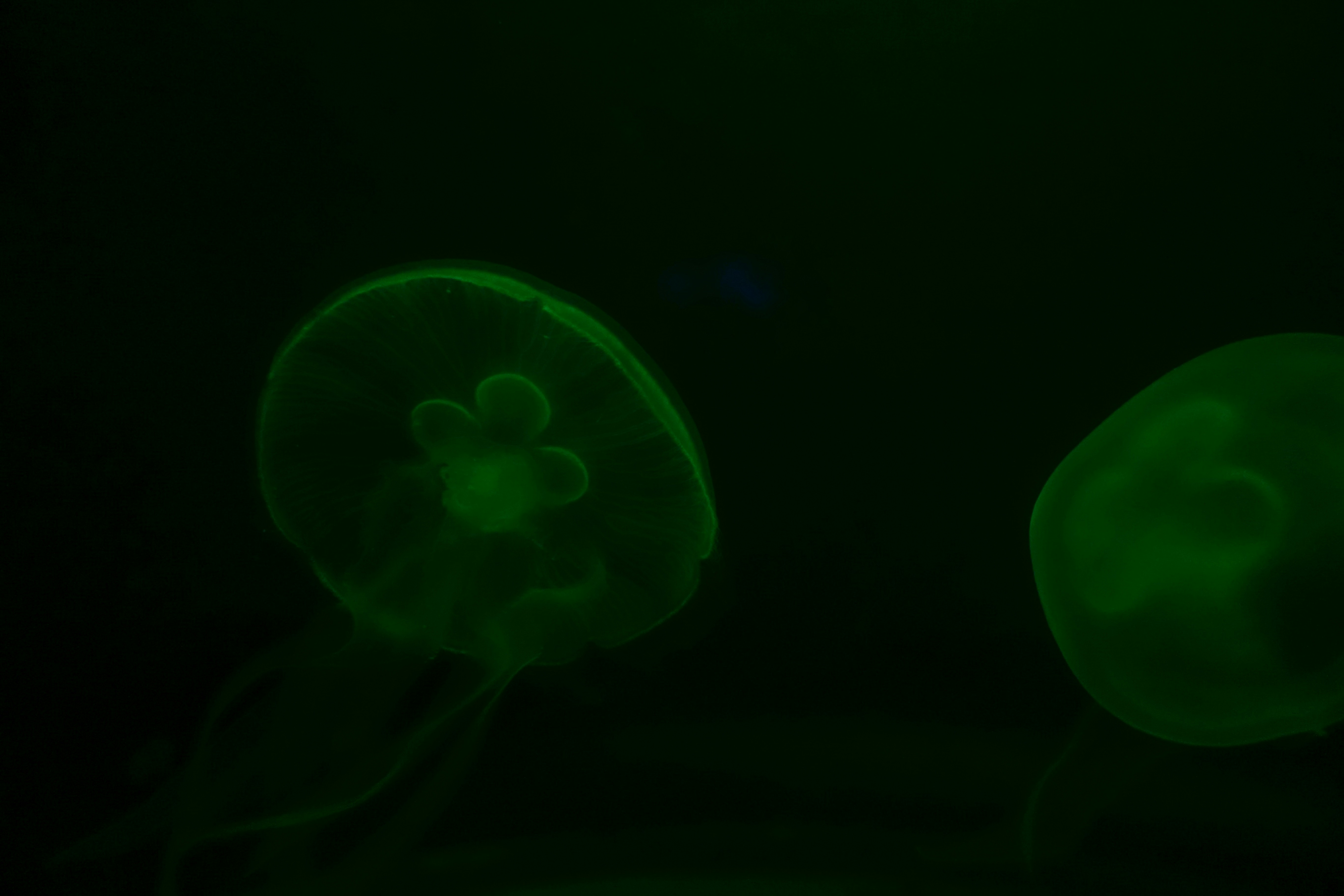 Photo by Yan Ots with Sony RX100 V