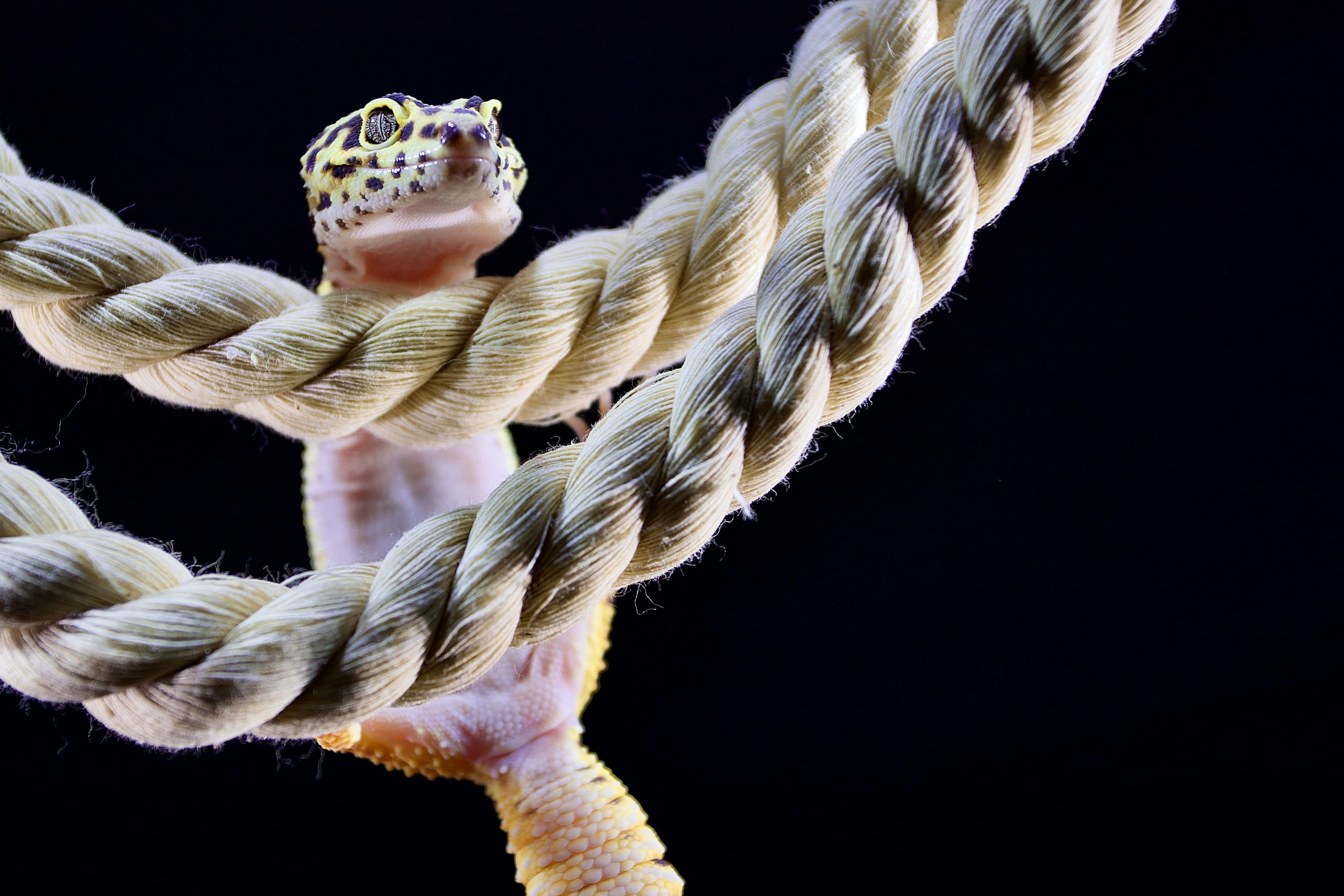 Leopard Gecko's Quiet Vigil Between Rope Strands