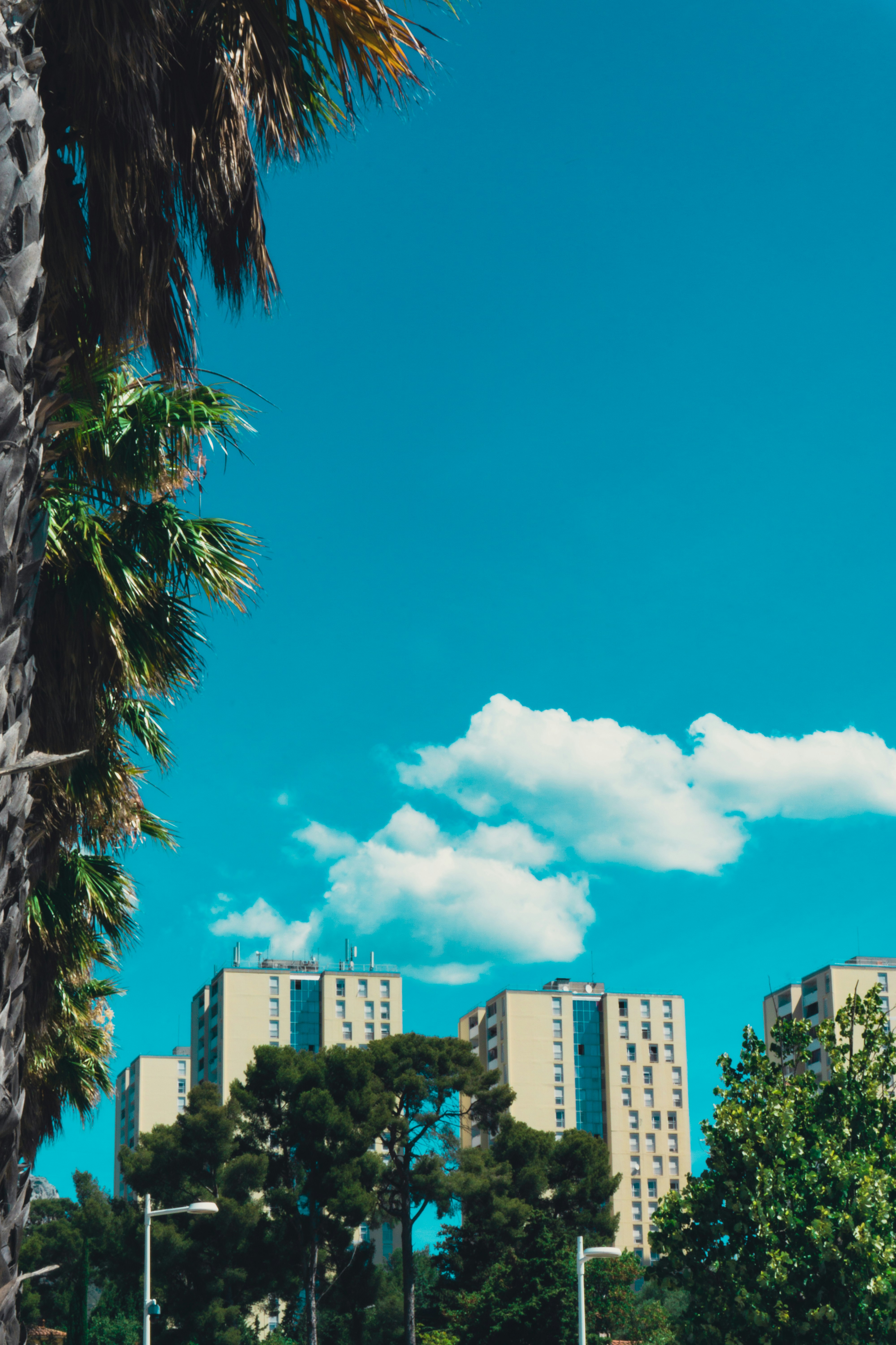 Palm Fronds Framing a Sunlit Cityscape Under Cerulean Skies