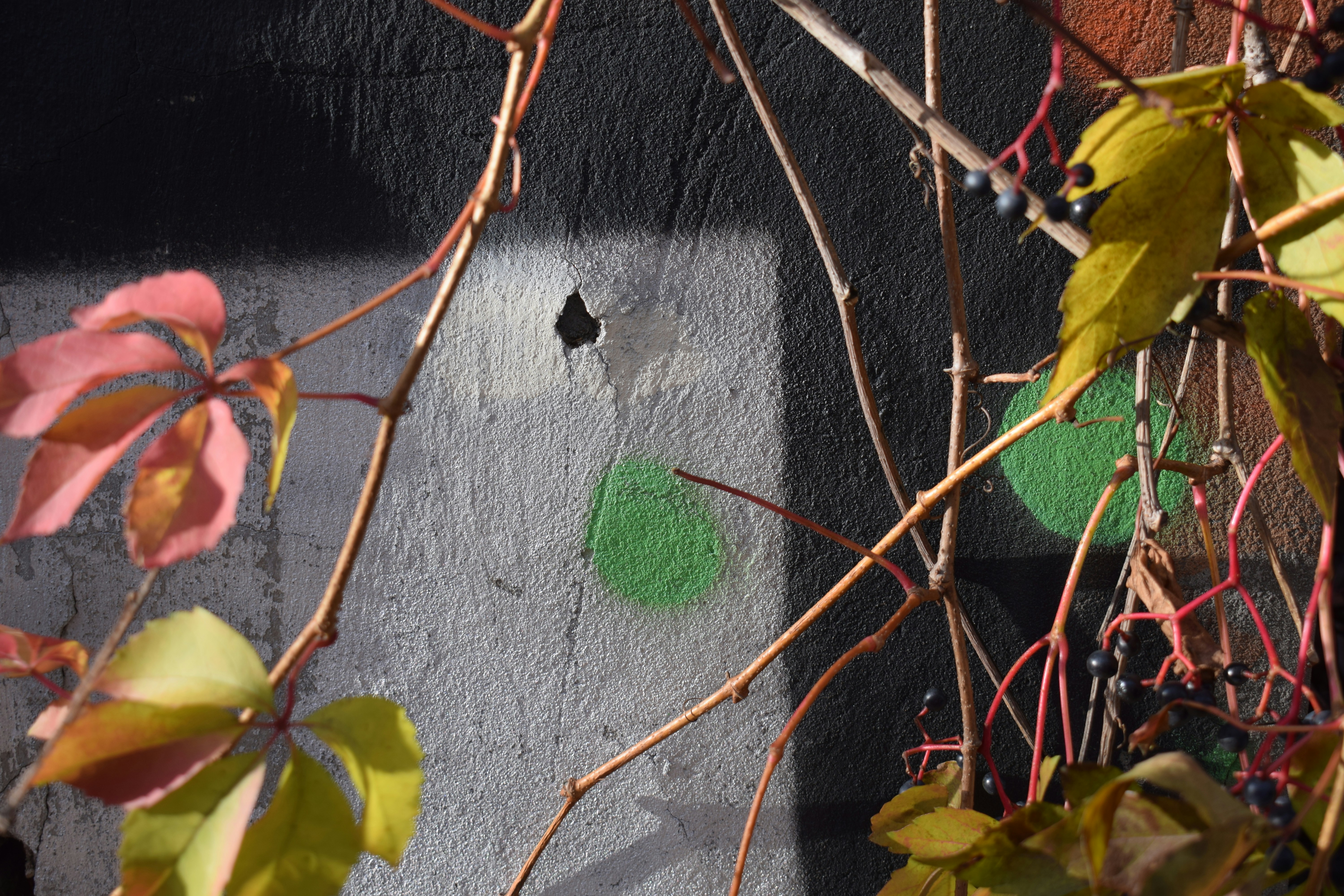 Tiny Center Hole Framed by Ivy and Graffiti on a Weathered Wall