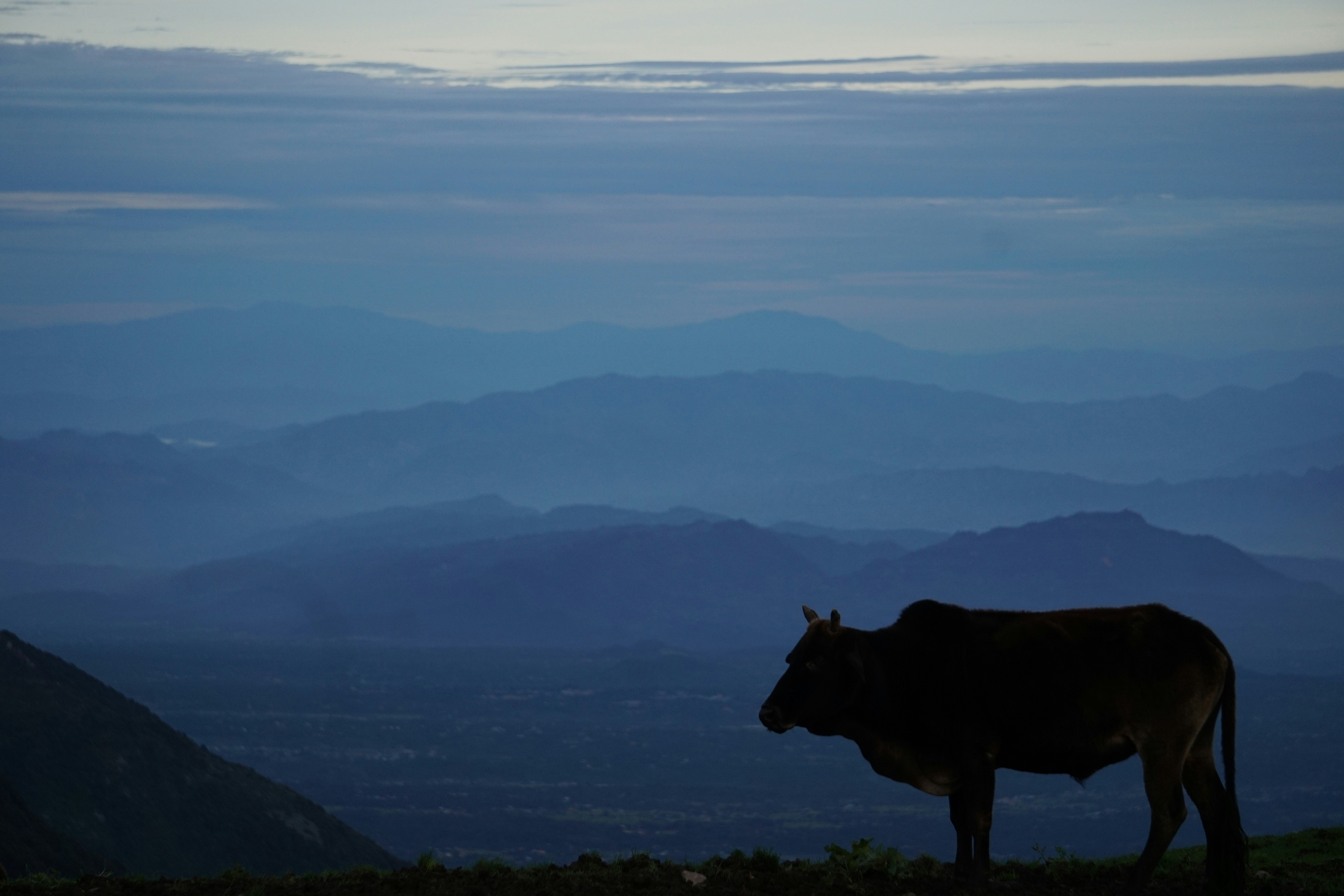 Blue Hour Silhouette: Lone Cow on a Ridge