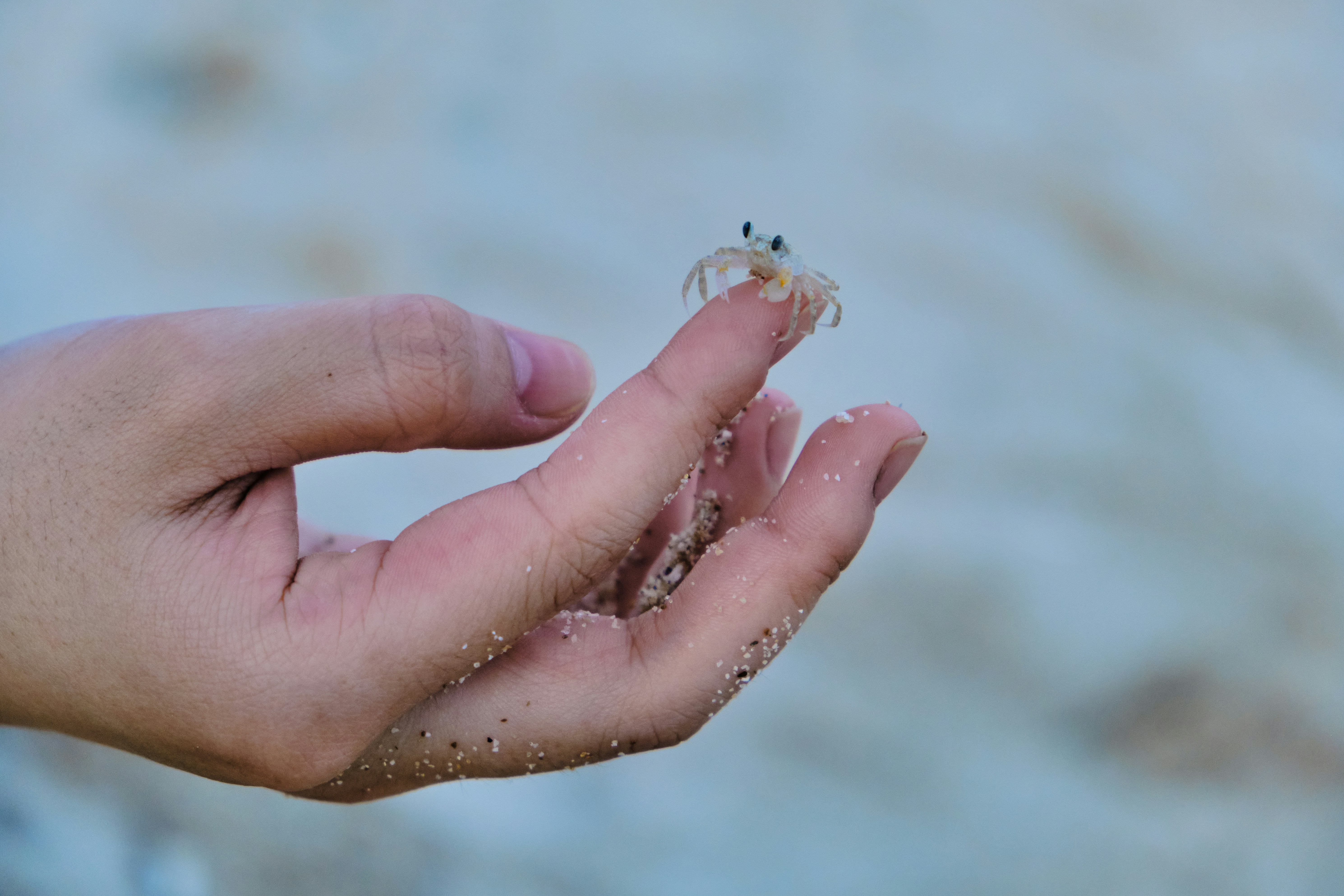 Tiny shore crab on a sun-warmed fingertip, framed by turquoise sea blur
