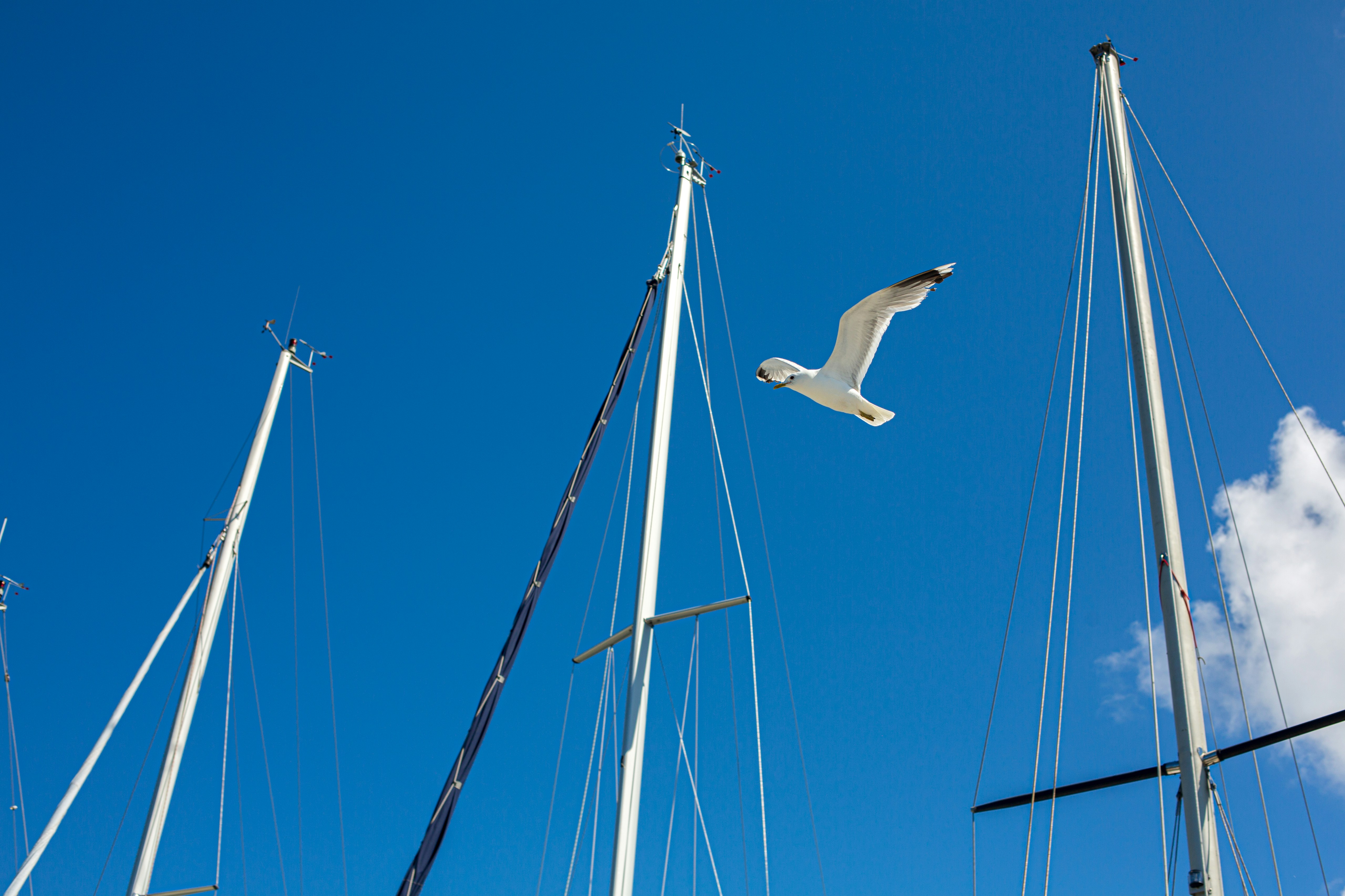 A seagull gliding gracefully among the tall masts of sailboats under a clear blue sky.