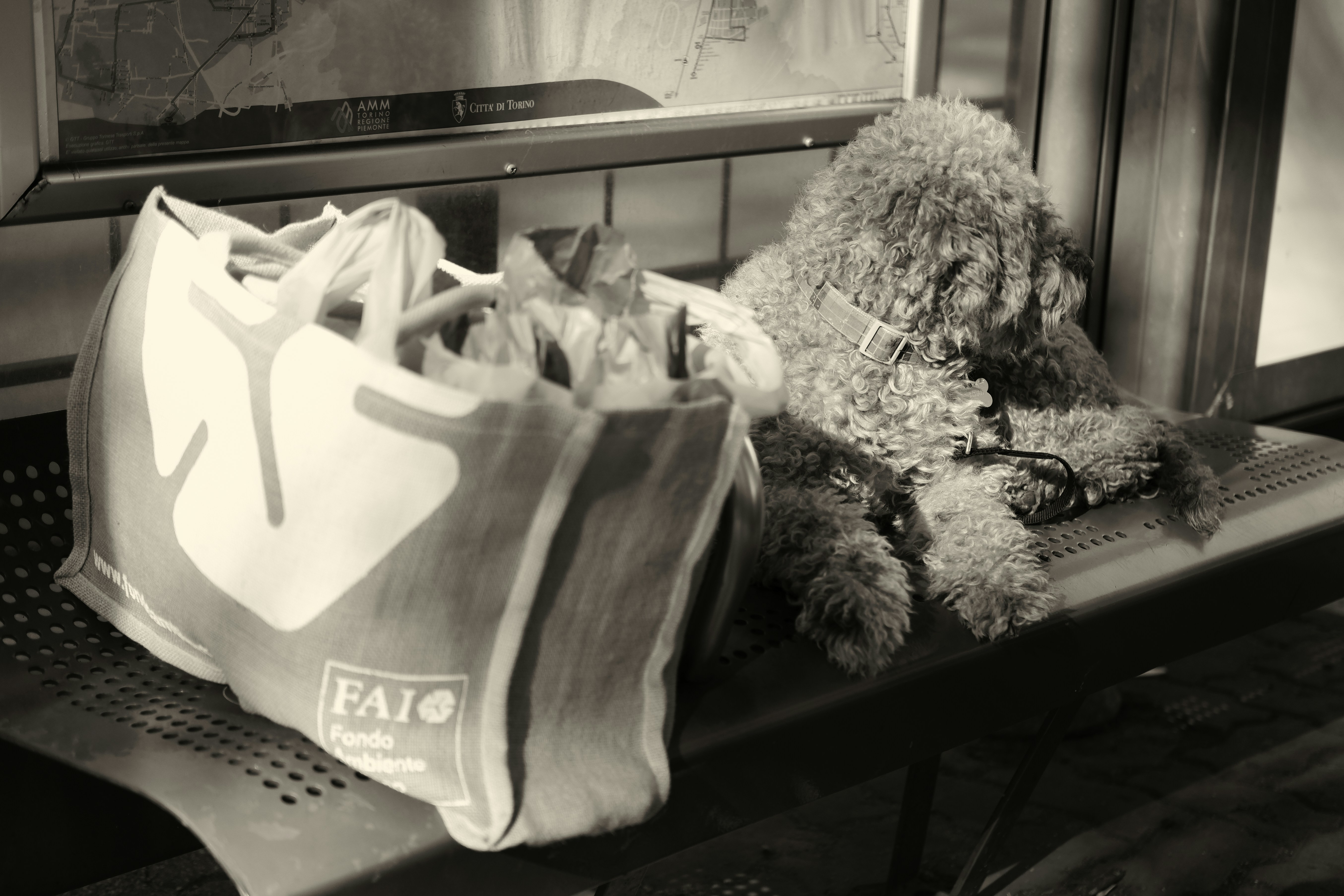Do dogs take the tram when they're tired of walking?