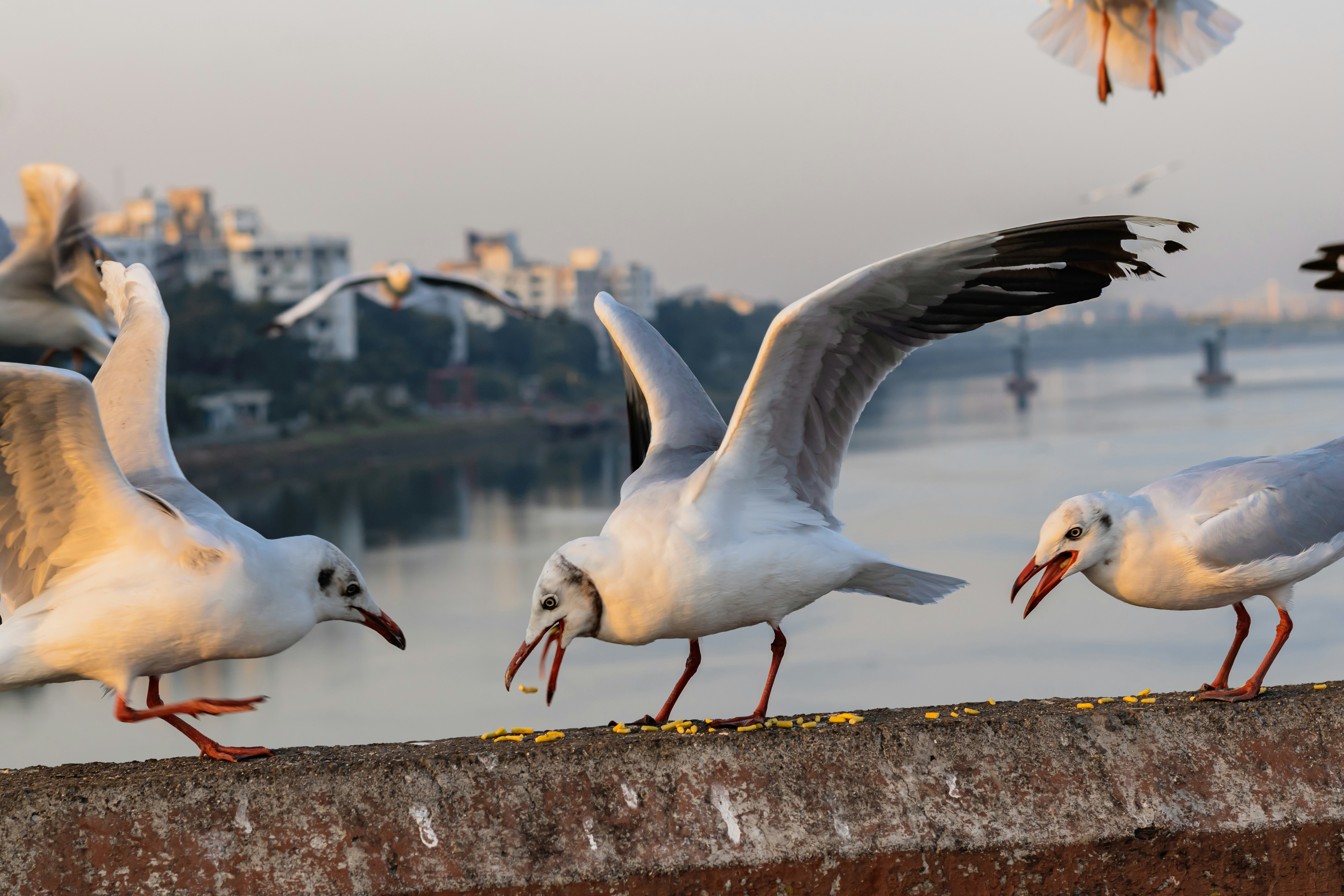 Seagull birds eating the food