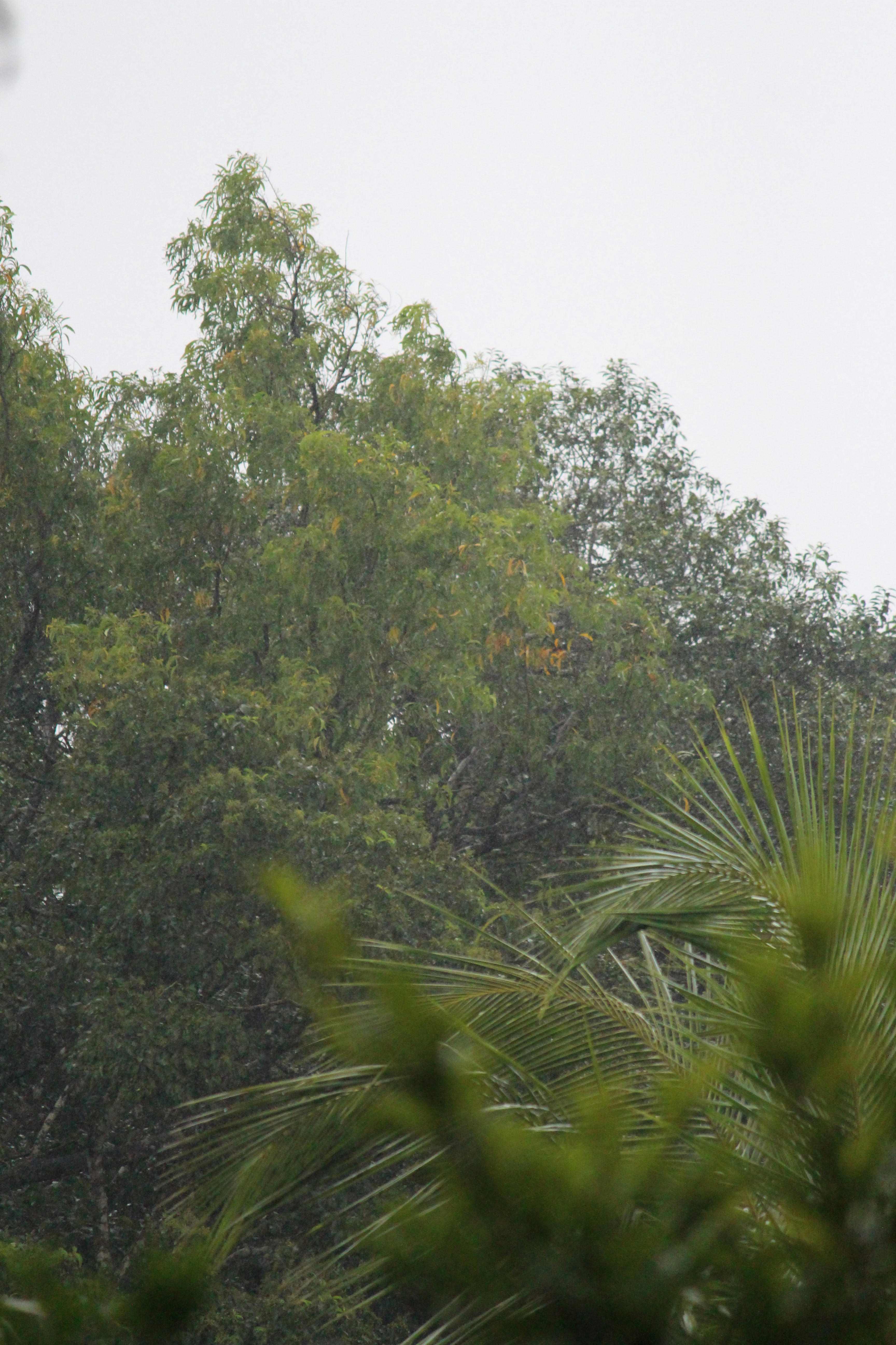 Whispers of the Canopy: A Rainy Day's Embrace