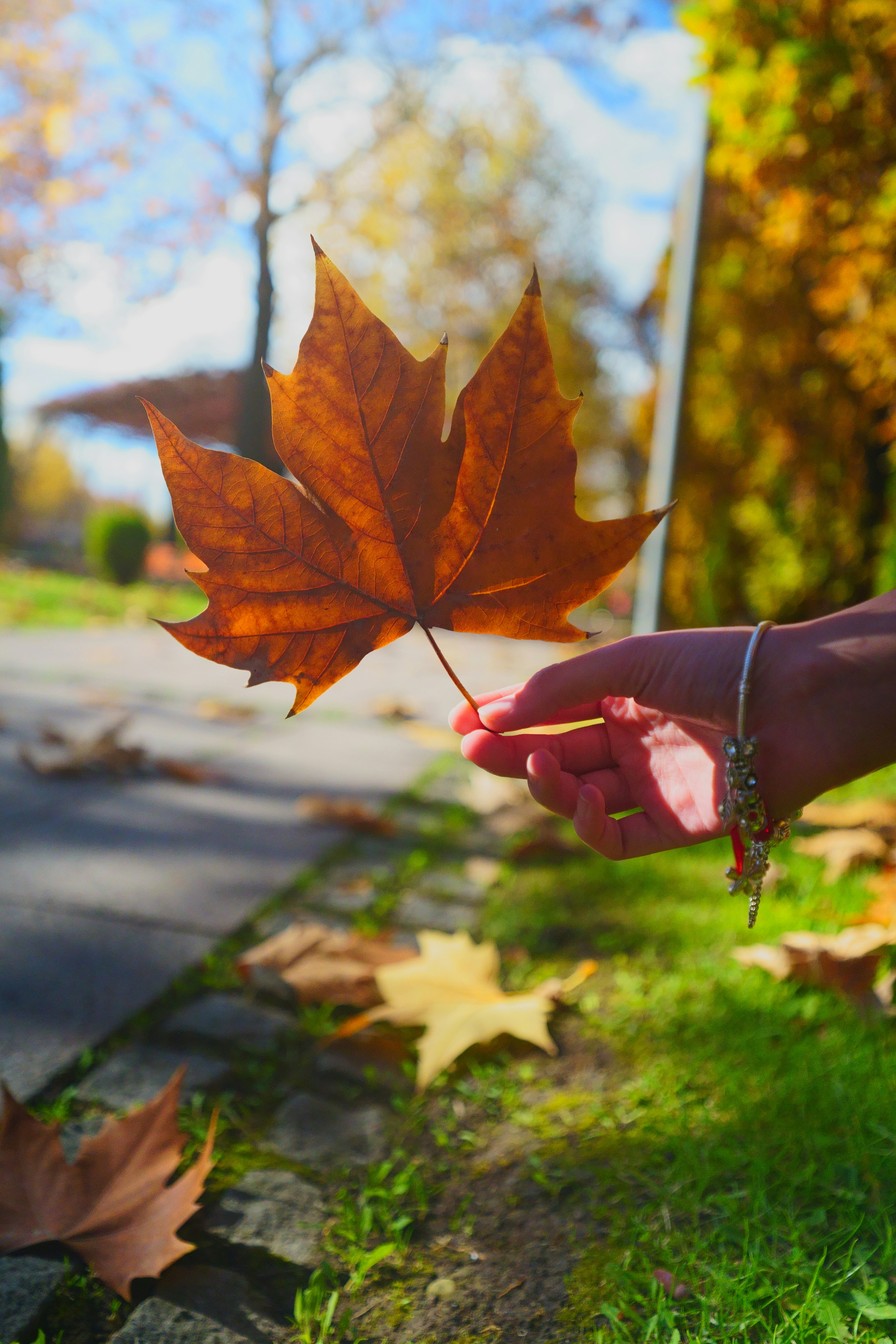 Autumn Maple in Focus: a sunlit leaf held against a softly blurred street