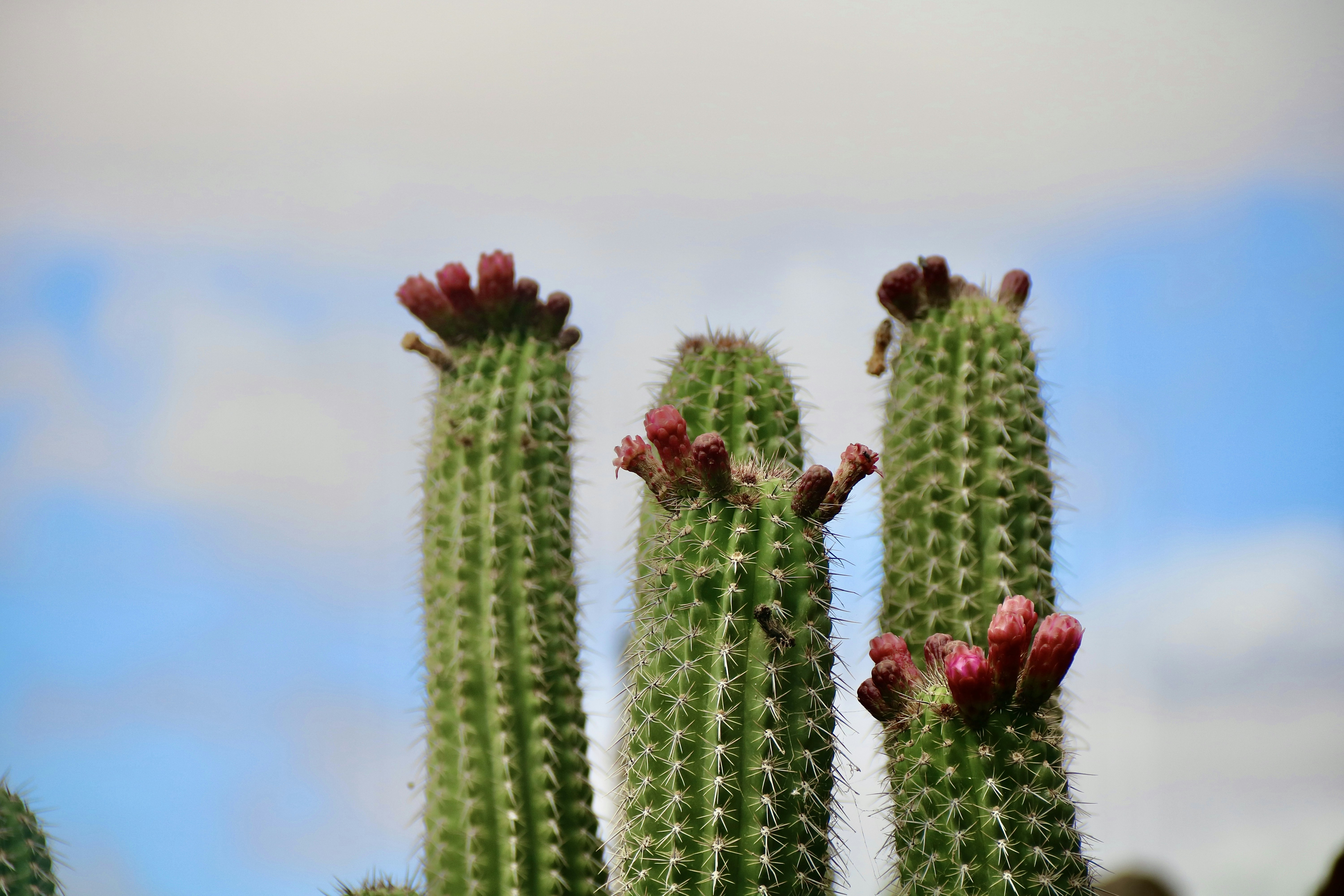 Tall cacti with vibrant pink buds reaching towards a blue sky, showcasing the beauty of desert flora.