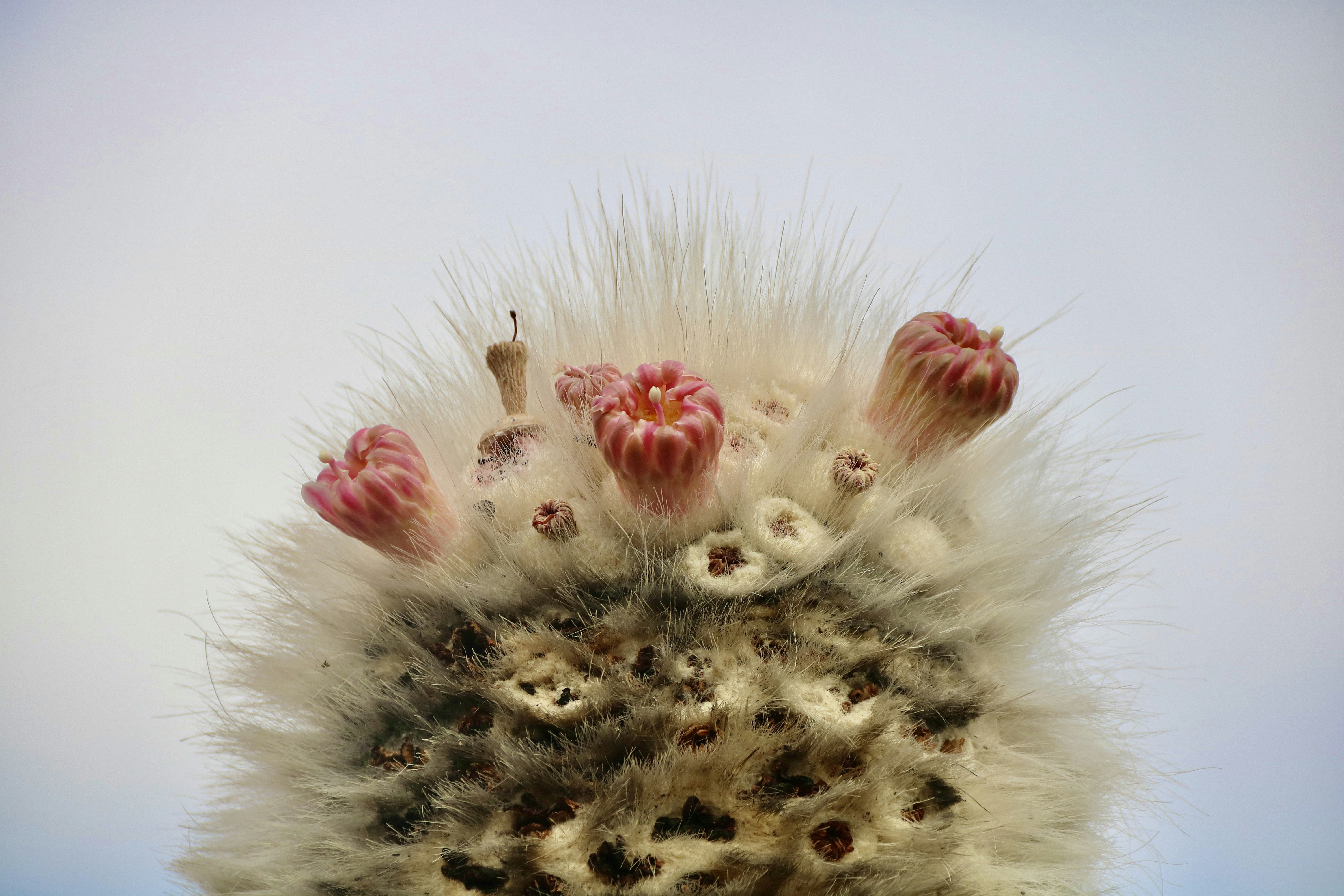 Fluffy Cactus Crown: New Buds Amid Soft Aurora