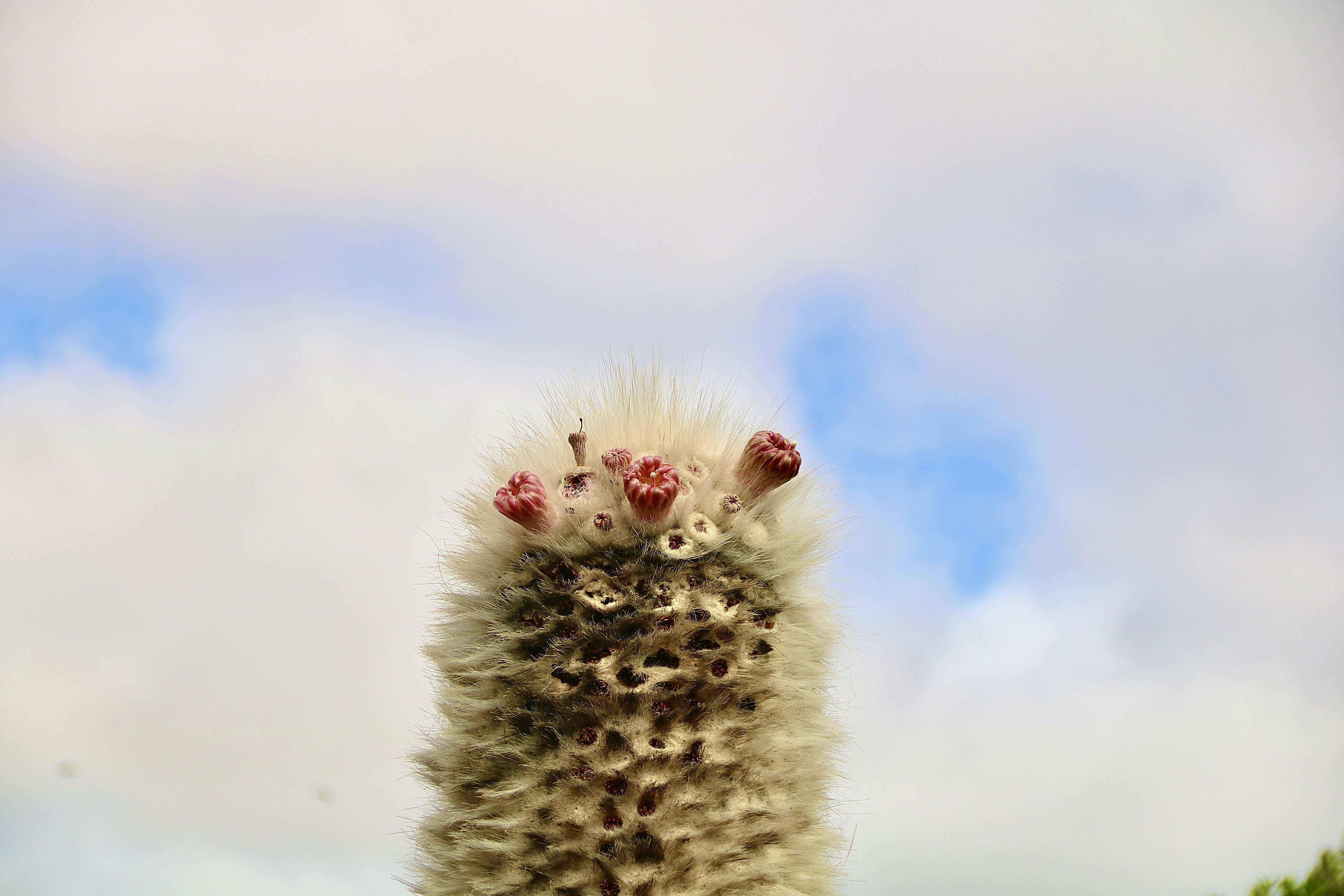 Cactus Crown Against a Soft Sky: Close-Up of Fuzz and Red Buds
