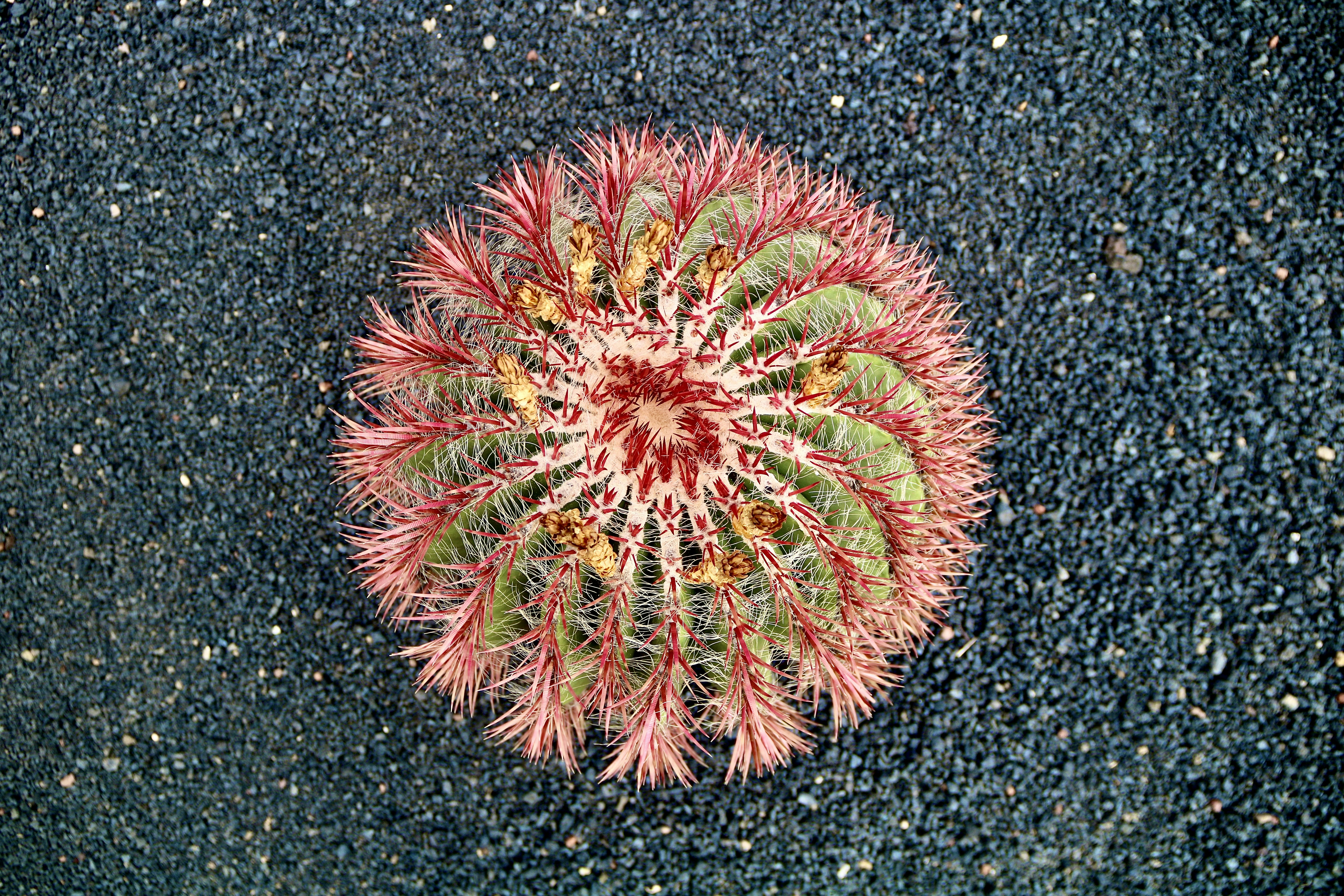 Top-down view of a vibrant cactus with intricate patterns and colors set against a dark gravel background.